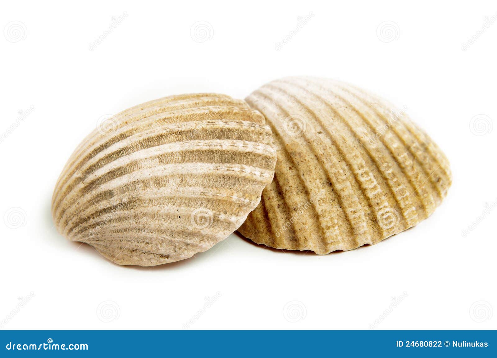 Sea shells stock photo. Image of armor, isolated, mollusk - 24680822