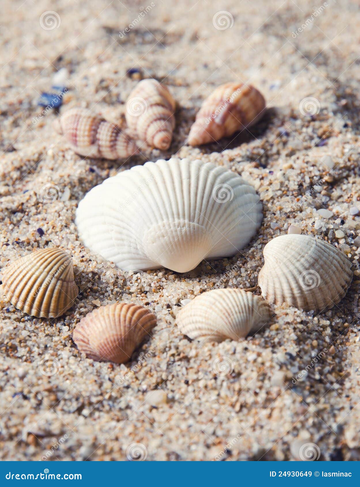 Sea Shells Royalty Free Stock Images - Image: 24930649