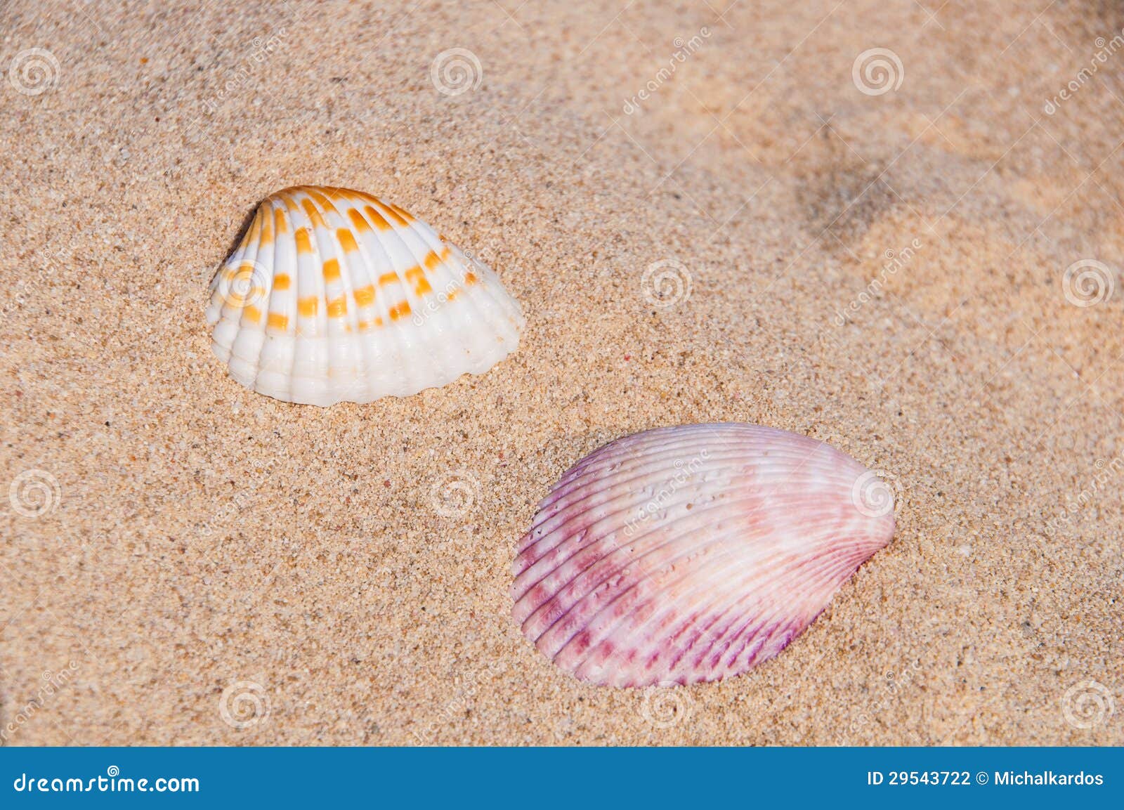 Sea shells stock photo. Image of shells, vacation, nature - 29543722