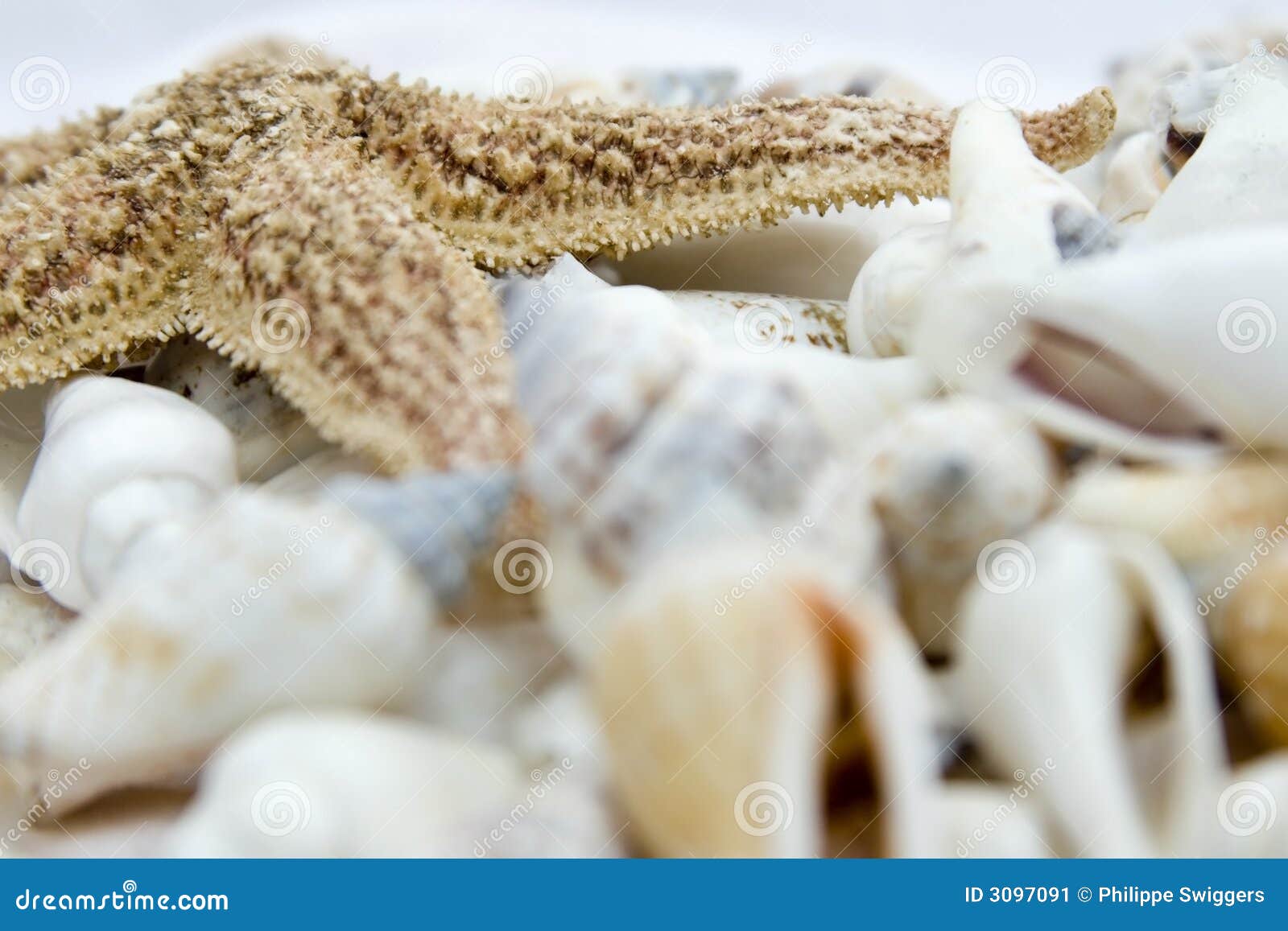 Sea shells stock image. Image of beach, tropical, fish - 3097091