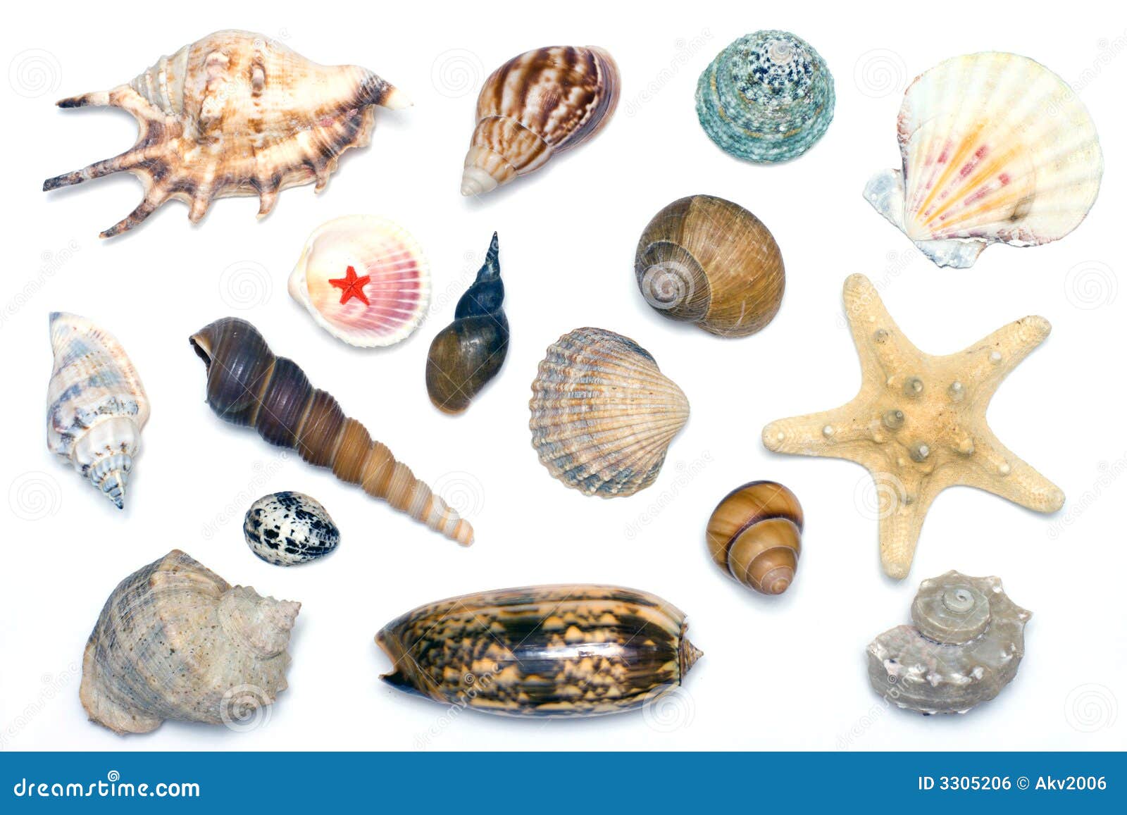 Sea shells stock photo. Image of shape, objects, background - 3305206
