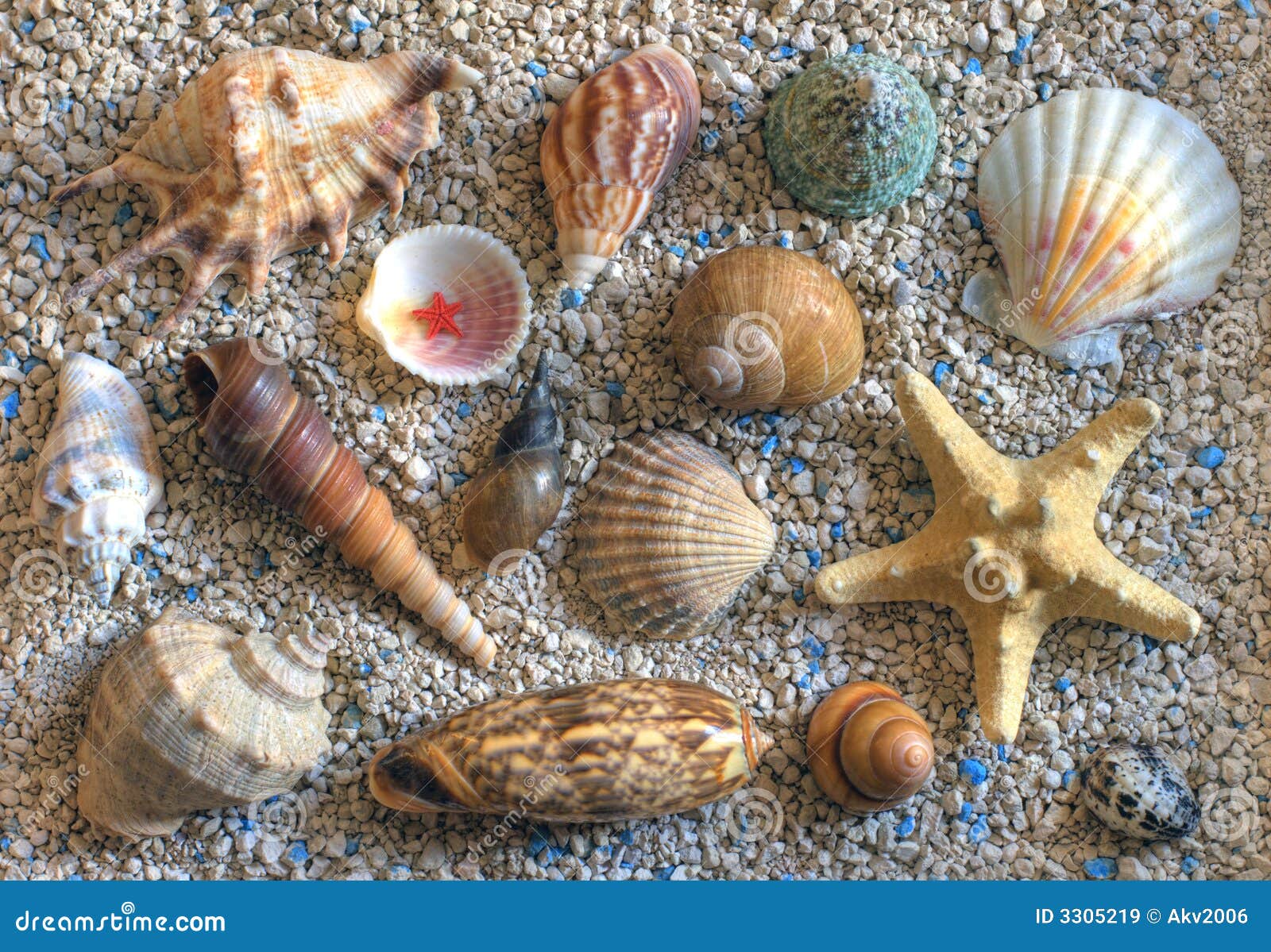 Sea shells stock image. Image of colors, shellfish, collection - 3305219
