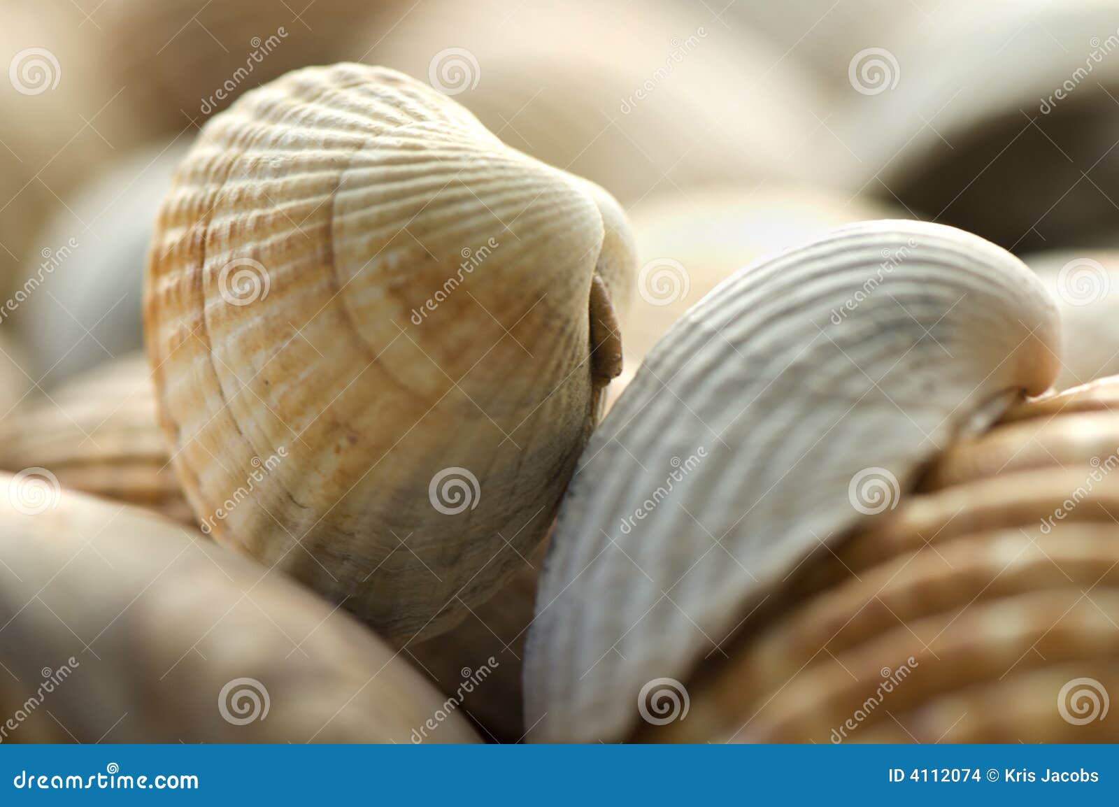 Sea shells stock photo. Image of ocean, animals, swim - 4112074