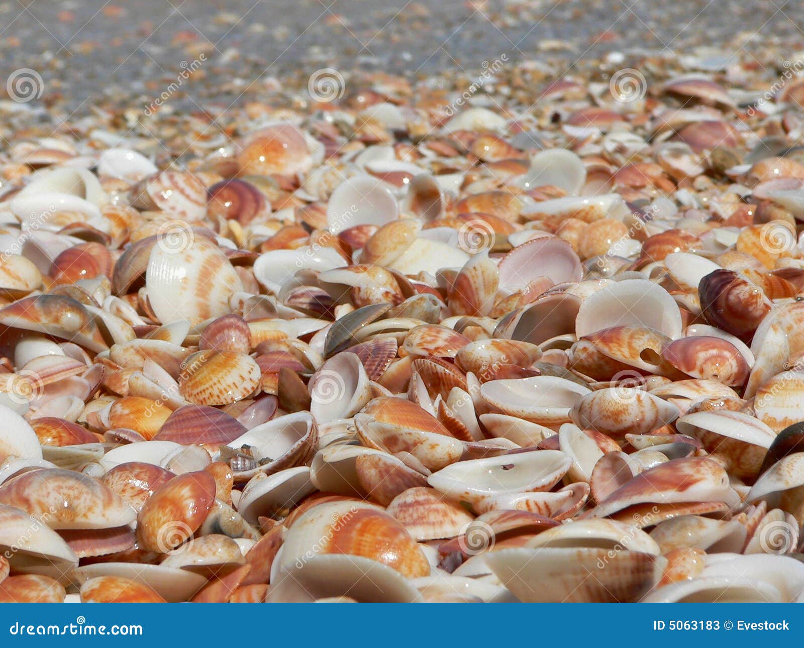 Sea Shells stock image. Image of marine, close, shore - 5063183