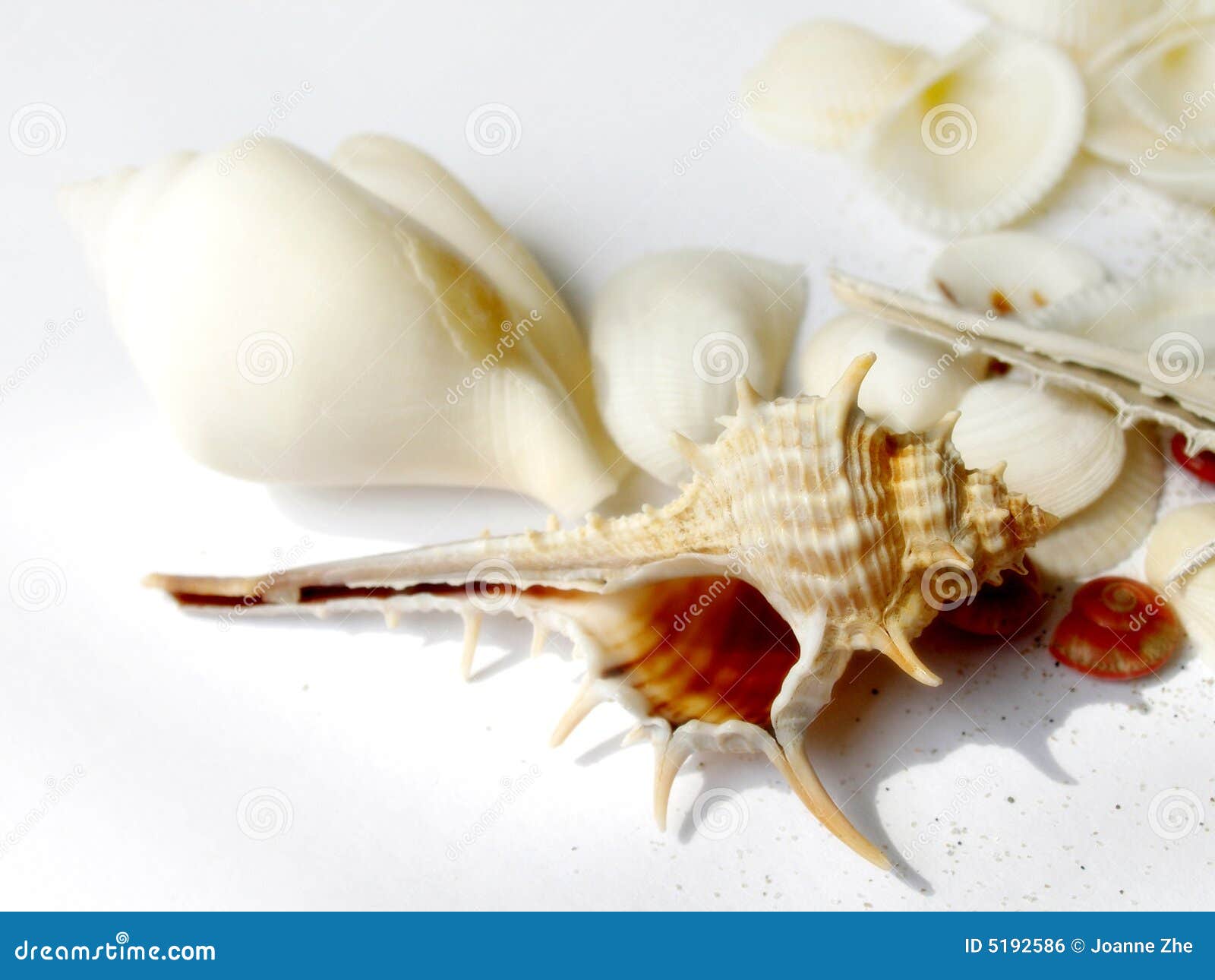 Sea Shells Royalty-Free Stock Photography | CartoonDealer.com #89884691