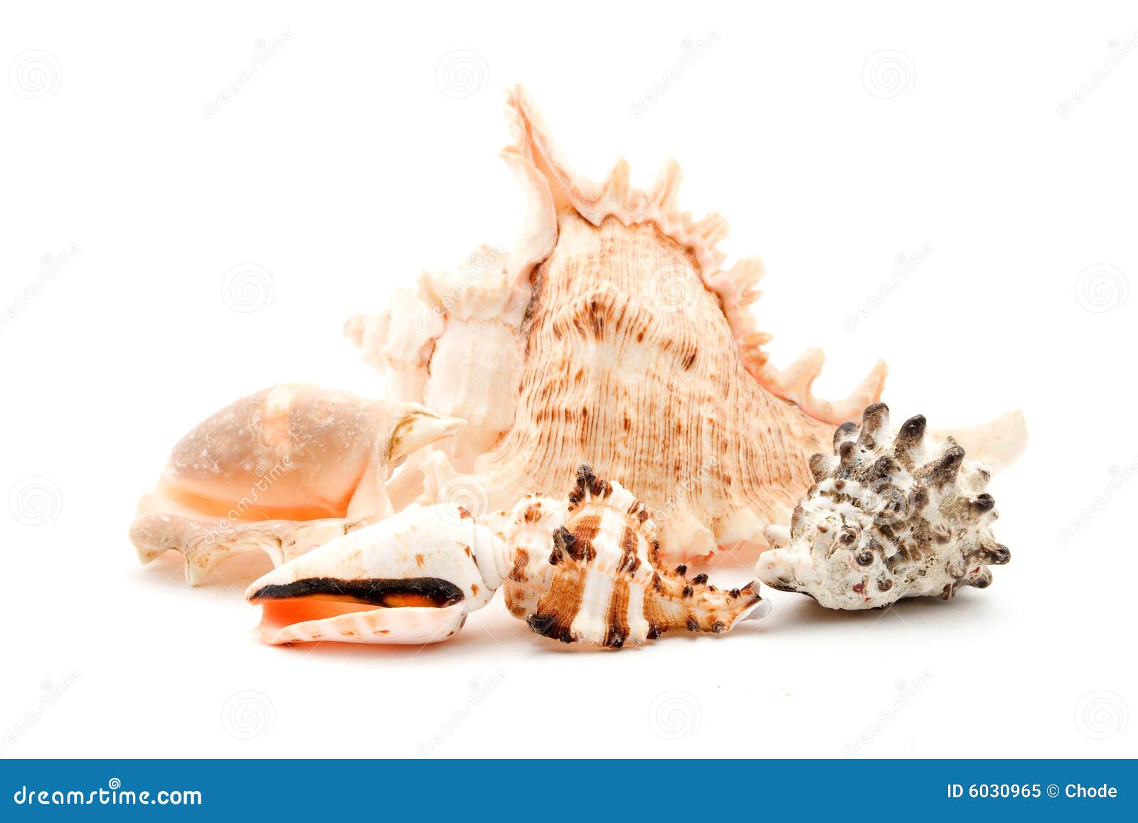 Sea shells stock image. Image of shellfish, organism, animal - 6030965