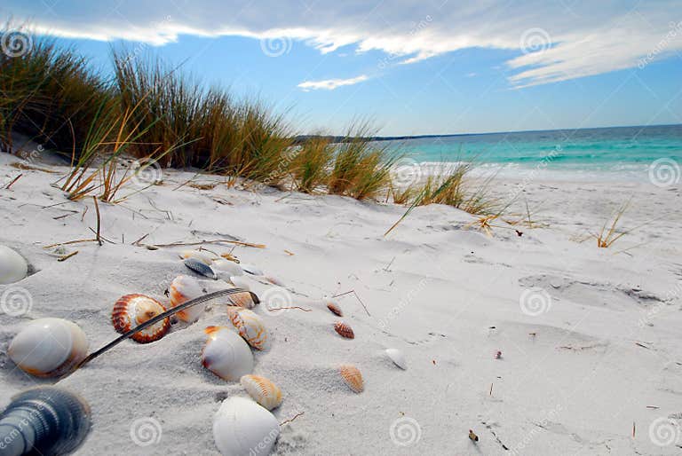 Sea shells stock photo. Image of sand, australia, grains - 6796720