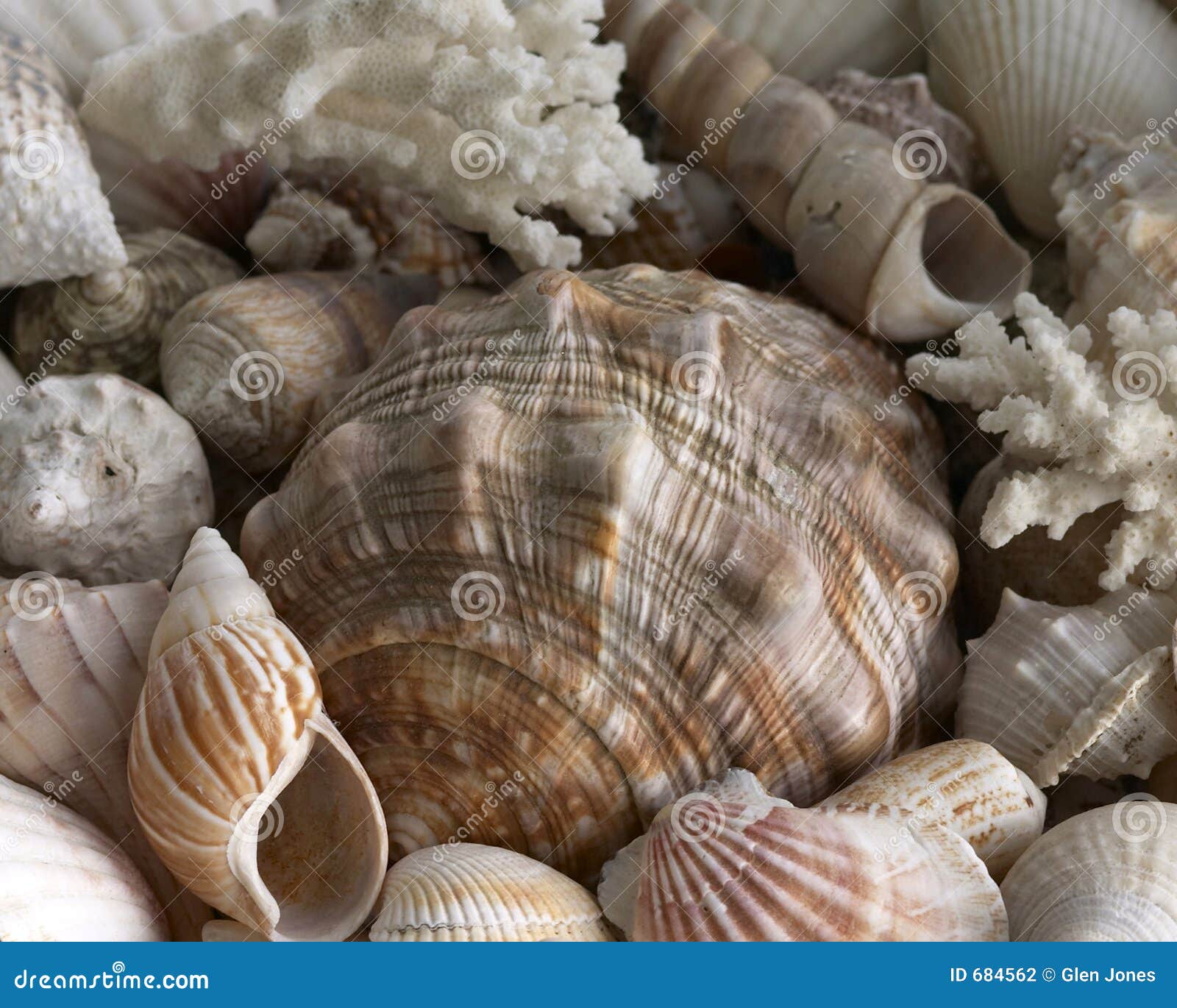 Sea shells stock photo. Image of tropical, environment - 684562
