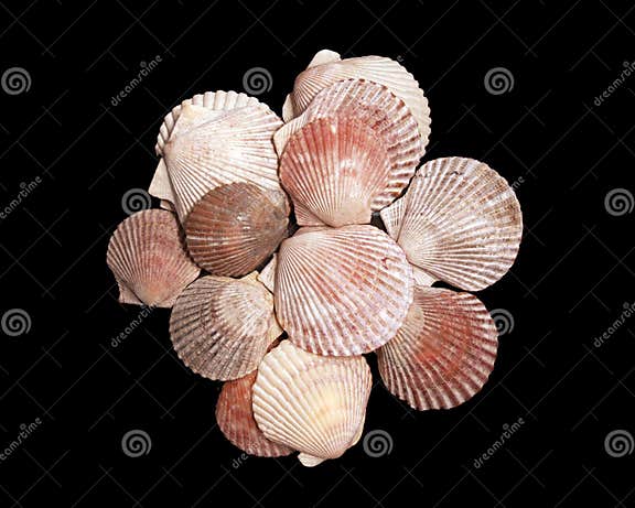 Sea shells stock photo. Image of groove, shells, curve - 7633222