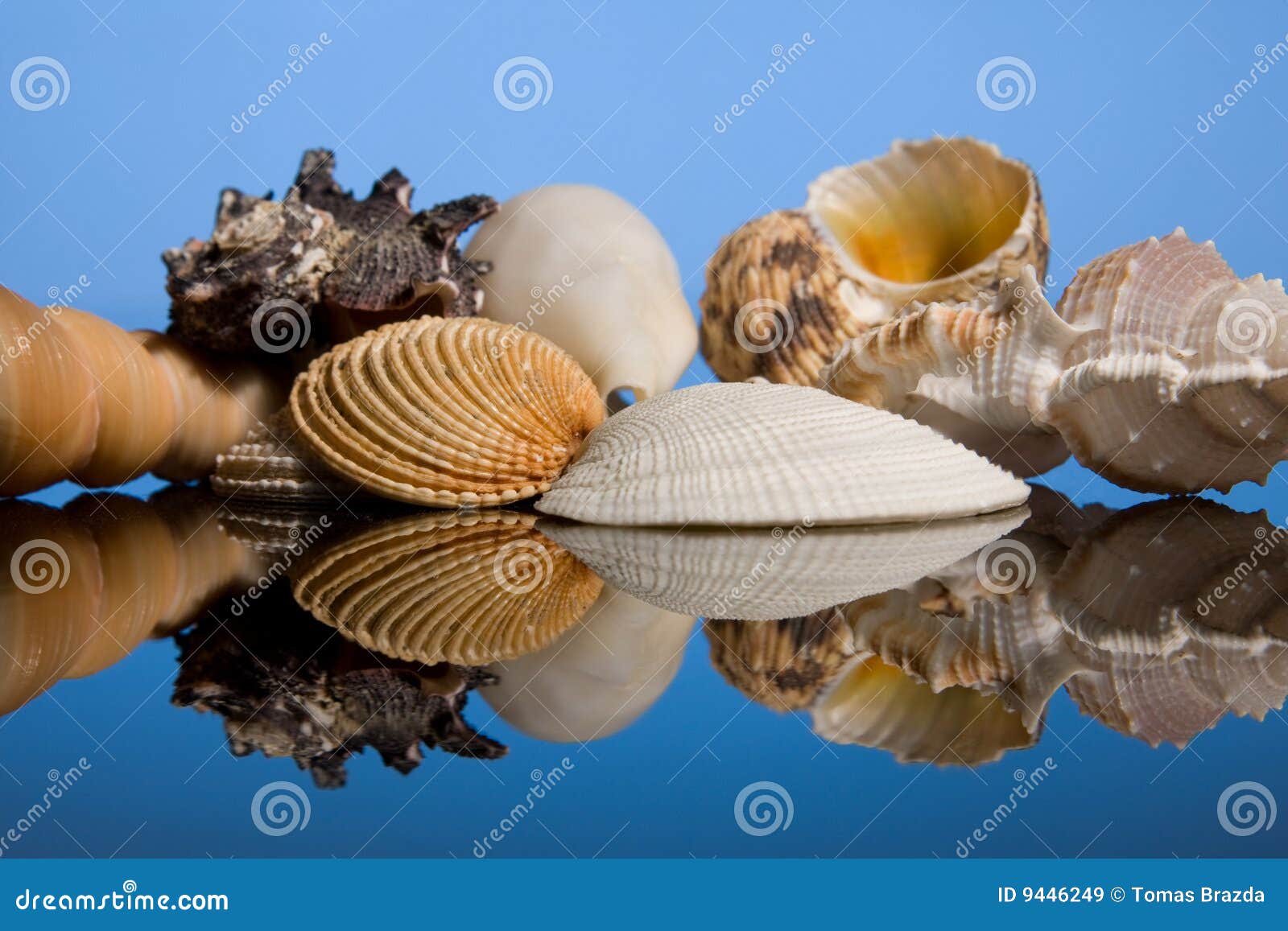 Sea Shells stock image. Image of travelling, blue, underwater - 9446249