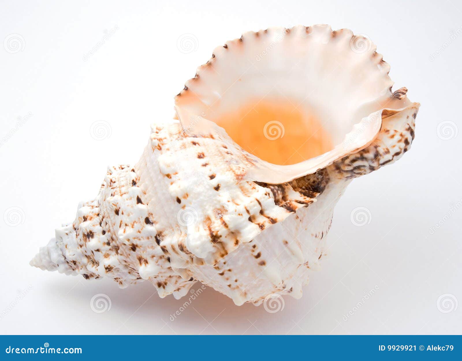 Sea shells stock image. Image of knack, single, mollusk - 9929921