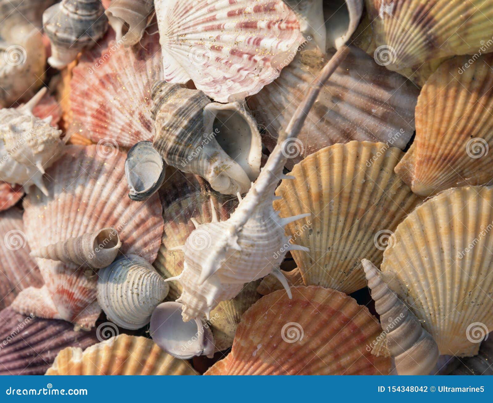 Sea Shells Abstract Background Stock Photo - Image of beach, conch ...