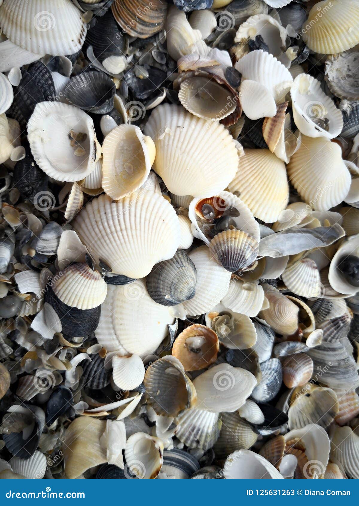 Sea shells stock image. Image of textured, shell, variation - 125631263