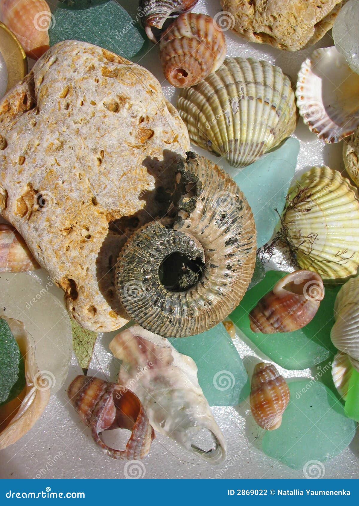 403 Ammonite Shells Stock Photos - Free & Royalty-Free Stock Photos ...