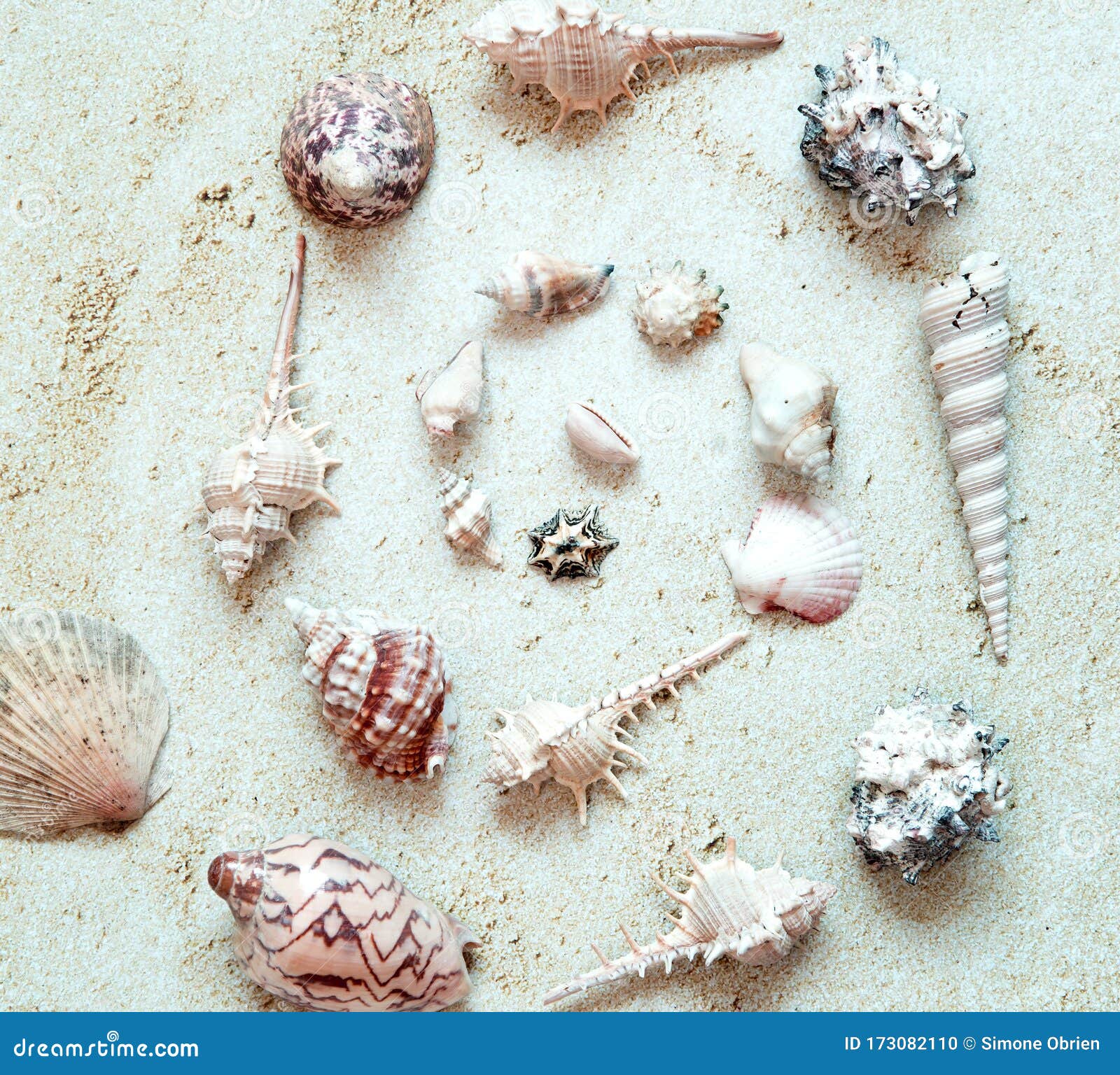 Sea Shells Arranged in Circle in Sand. Top View Stock Photo - Image of ...