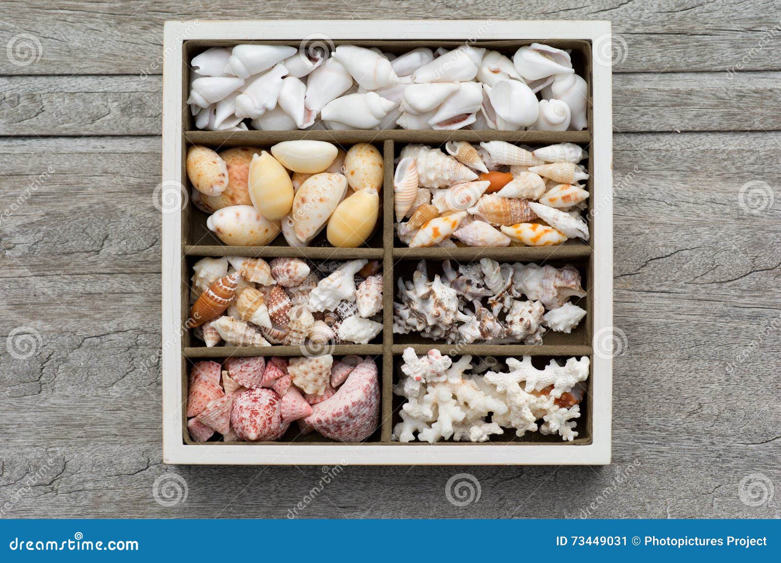 Sea Shells Arranged in Compartments in Box Stock Image - Image of ...