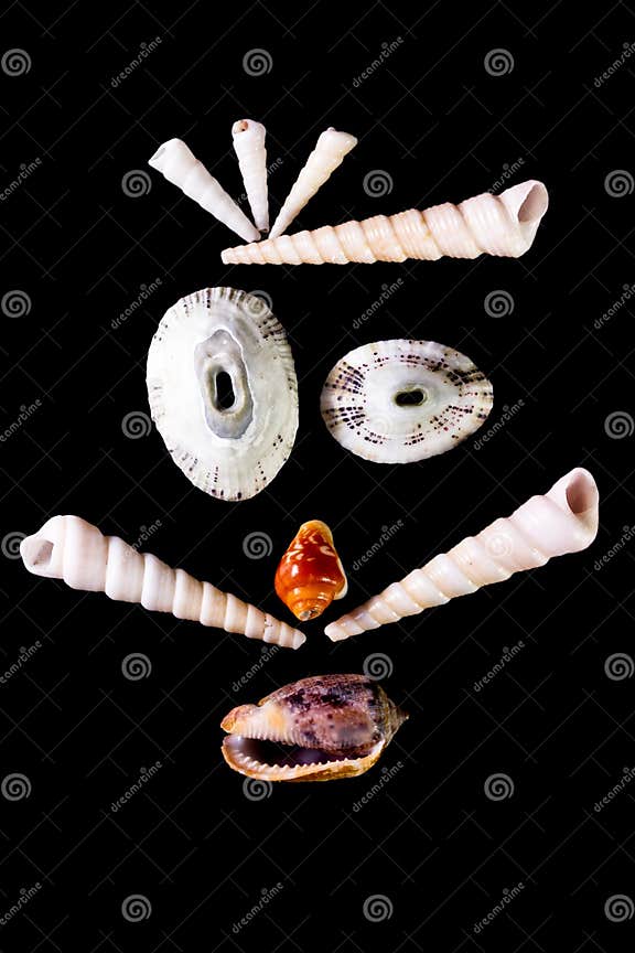 Sea shell faces stock image. Image of range, face, destination - 103033983