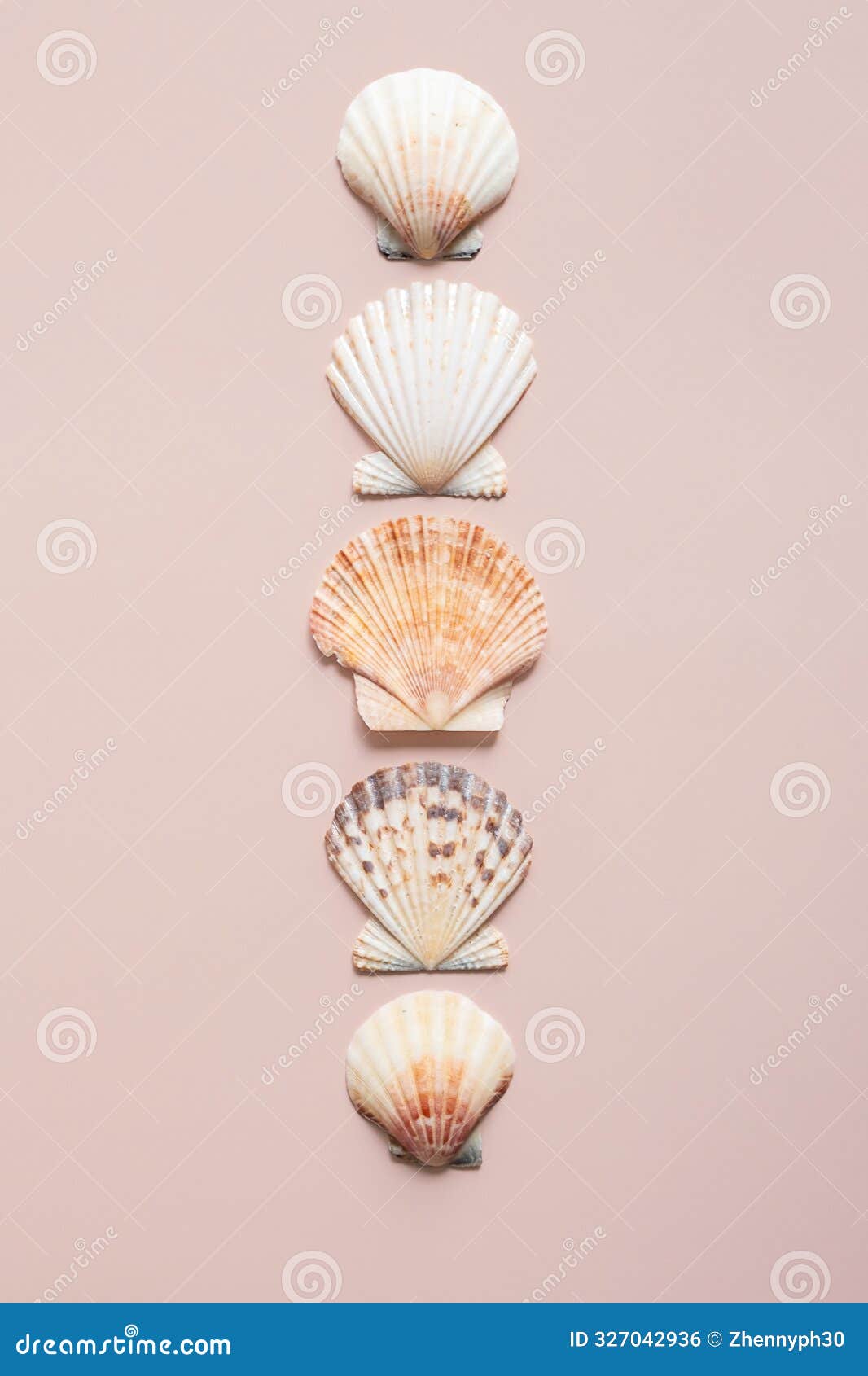 Sea Shells Arranged in Line Stock Photo - Image of bivalve, aesthetic ...