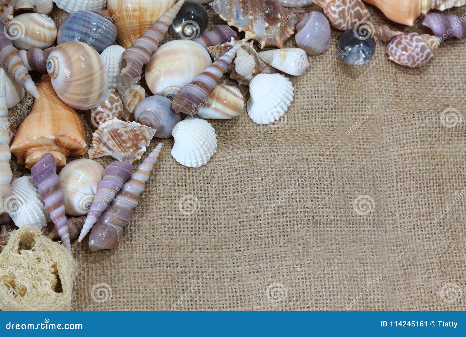 Decorative Sea Shells Background Stock Image - Image of pattern, corner ...