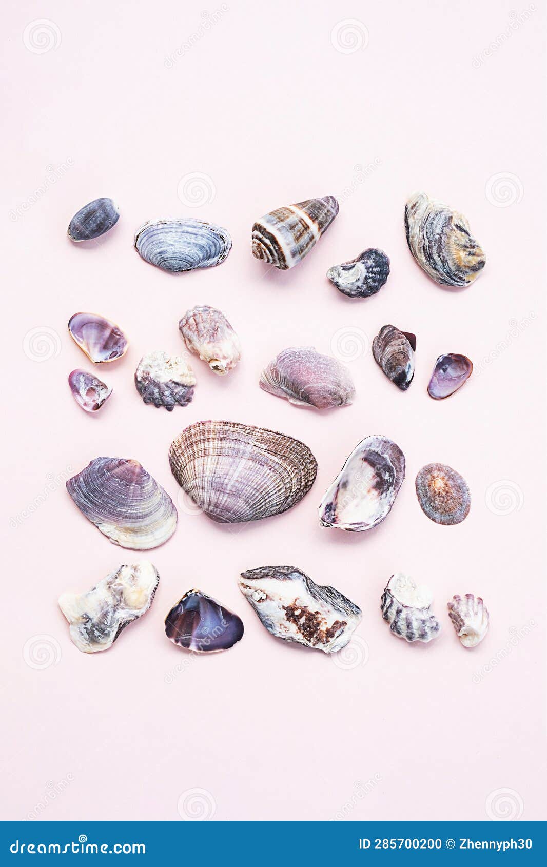Sea Shells Arrangement. Shells Display Stock Photo - Image of mollusk, choice: 285700200