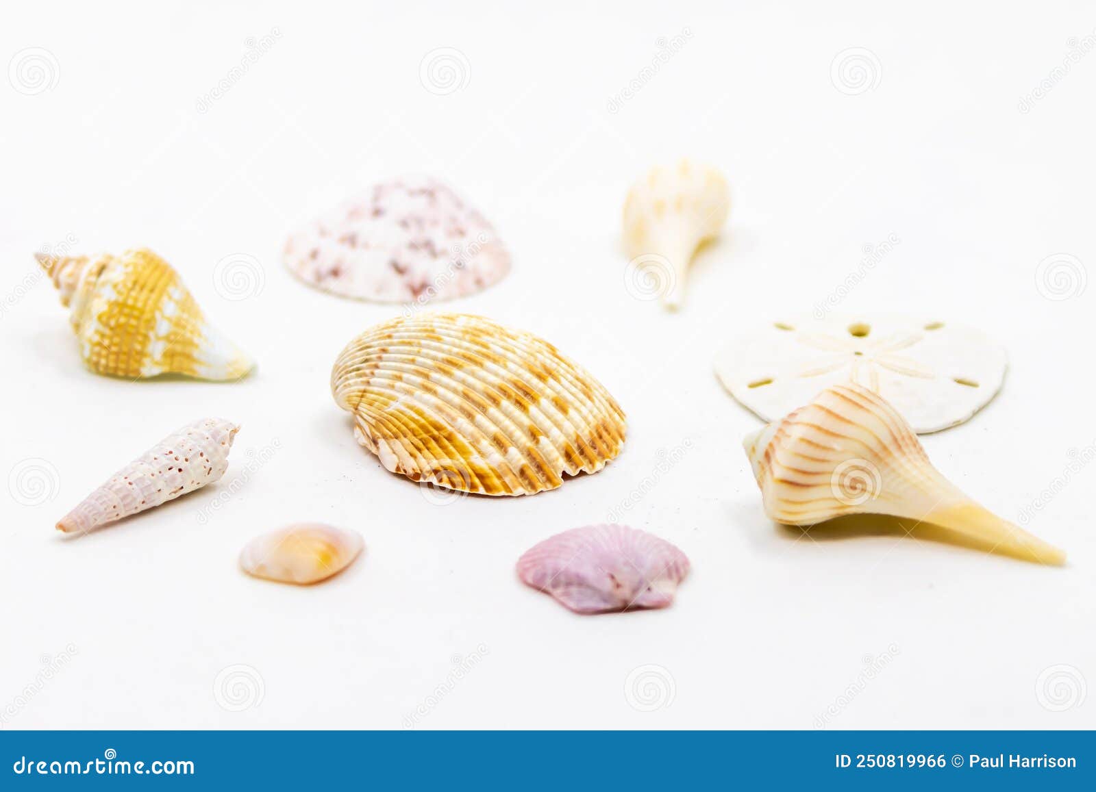 Sea Shells art stock photo. Image of sizes, shells, island - 250819966
