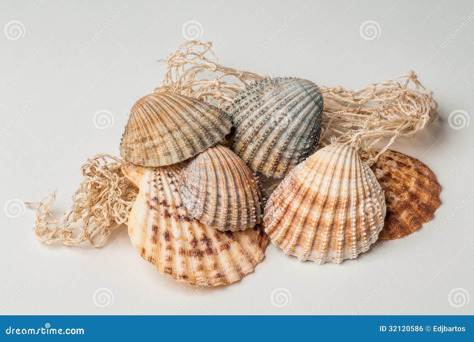 Sea shells stock photo. Image of macro, nature, marine - 32120586