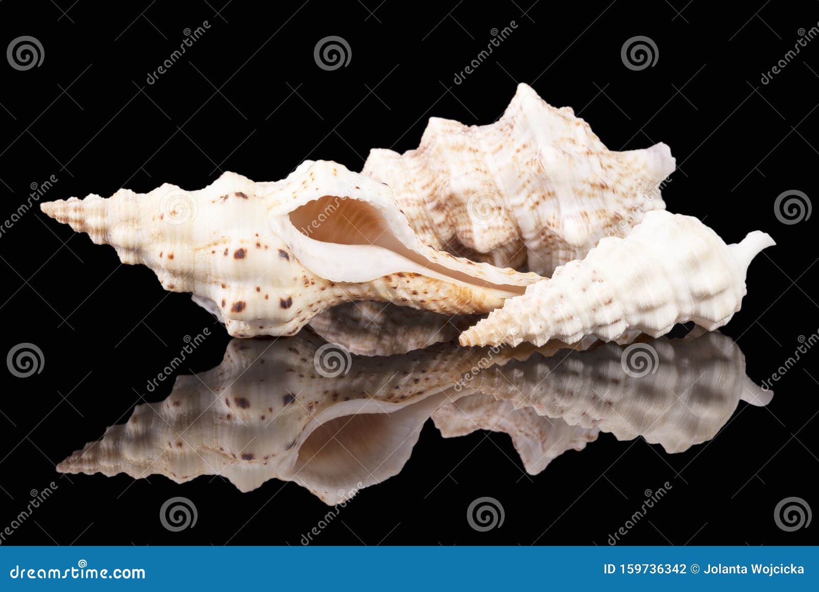 Sea Shells of Auger Snail Isolated on Black Background Stock Photo ...