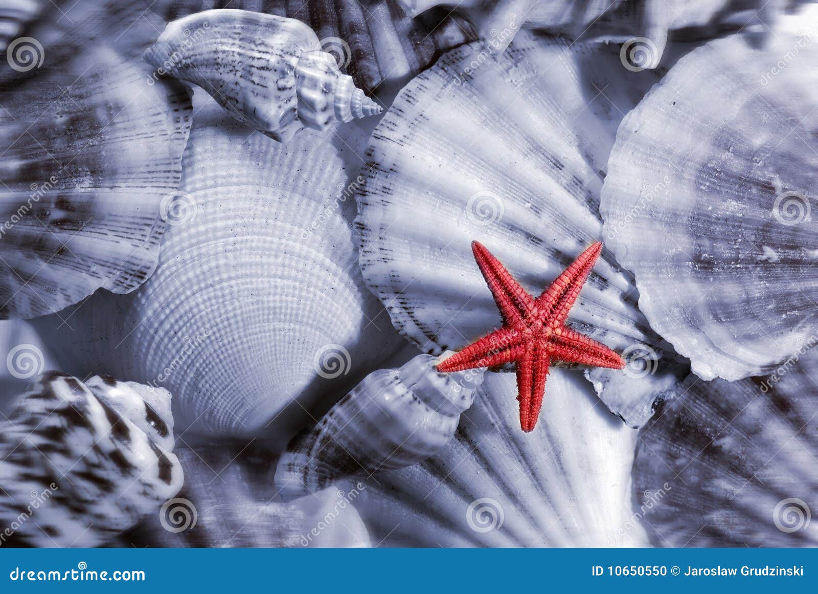 Sea shells background stock photo. Image of fish, beauty - 10650550
