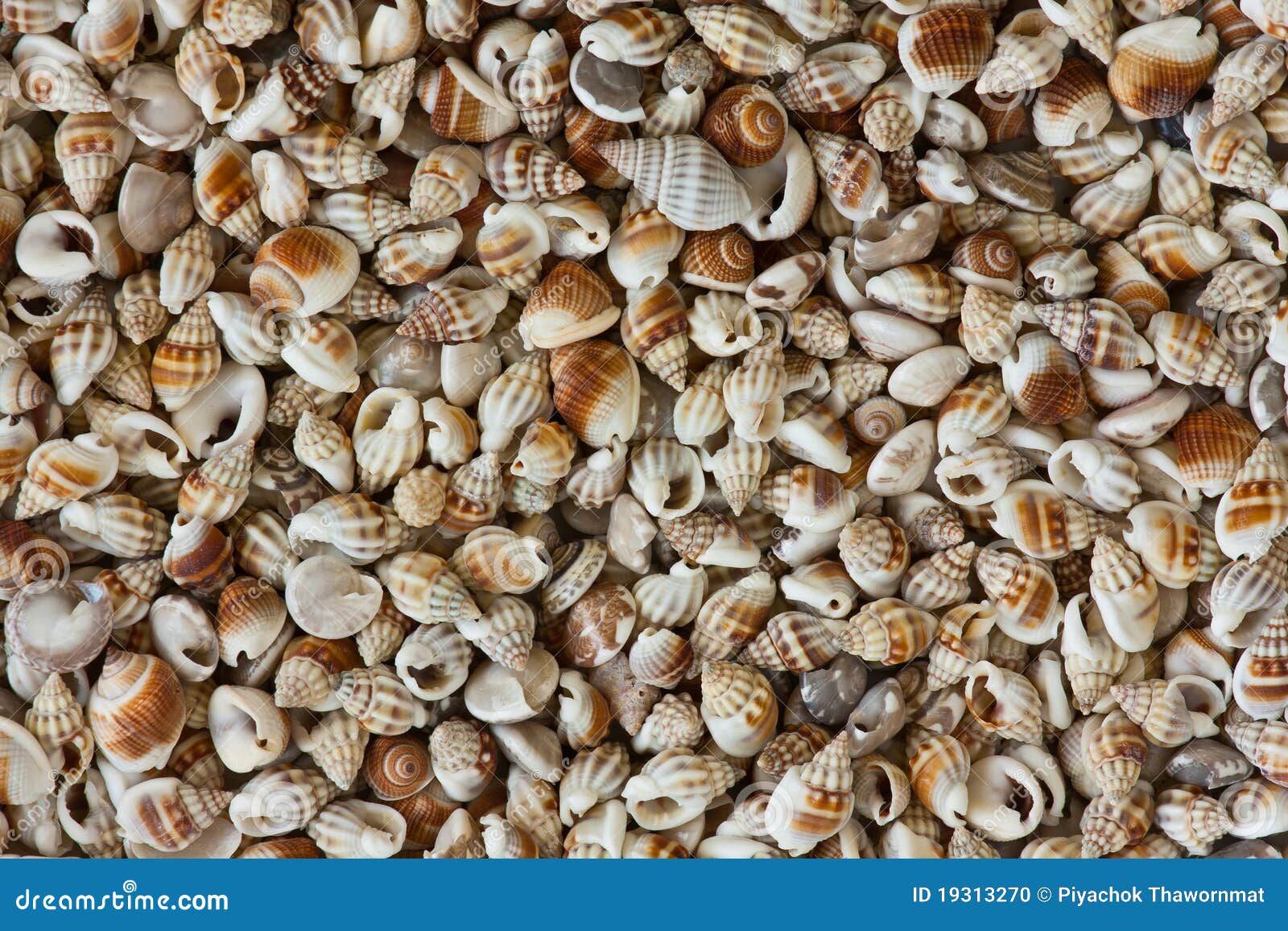 Sea shells background stock photo. Image of aquatic, texture - 19313270