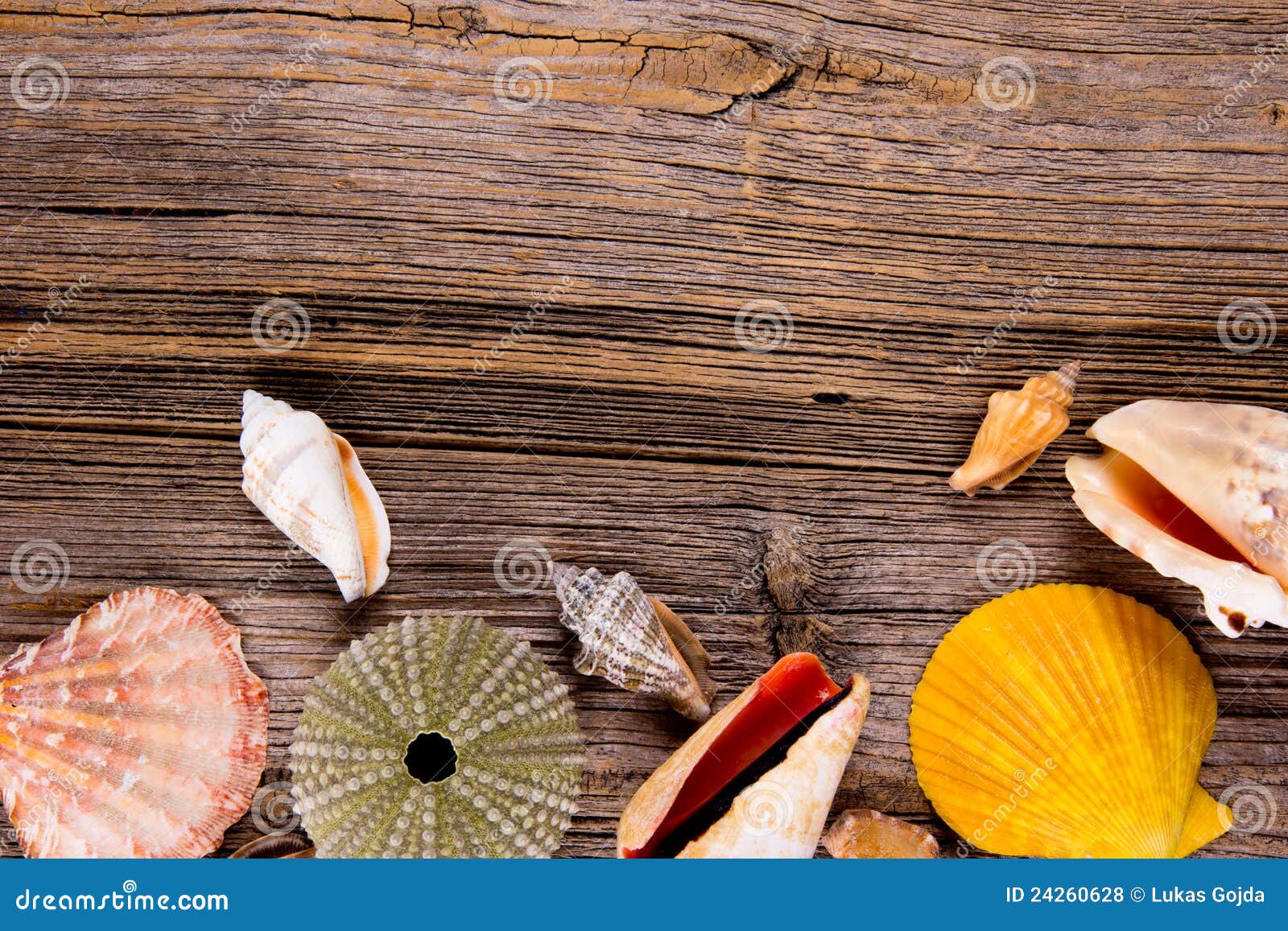 Sea shells background stock photo. Image of nature, summer - 24260628