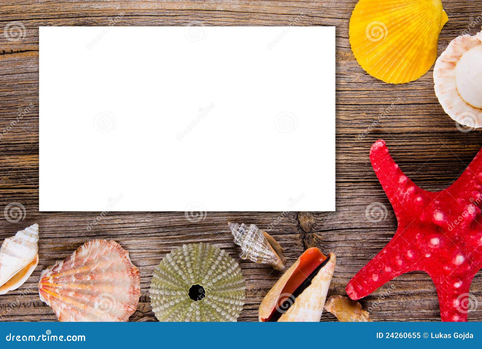 Sea shells background stock image. Image of summer, ocean - 24260655