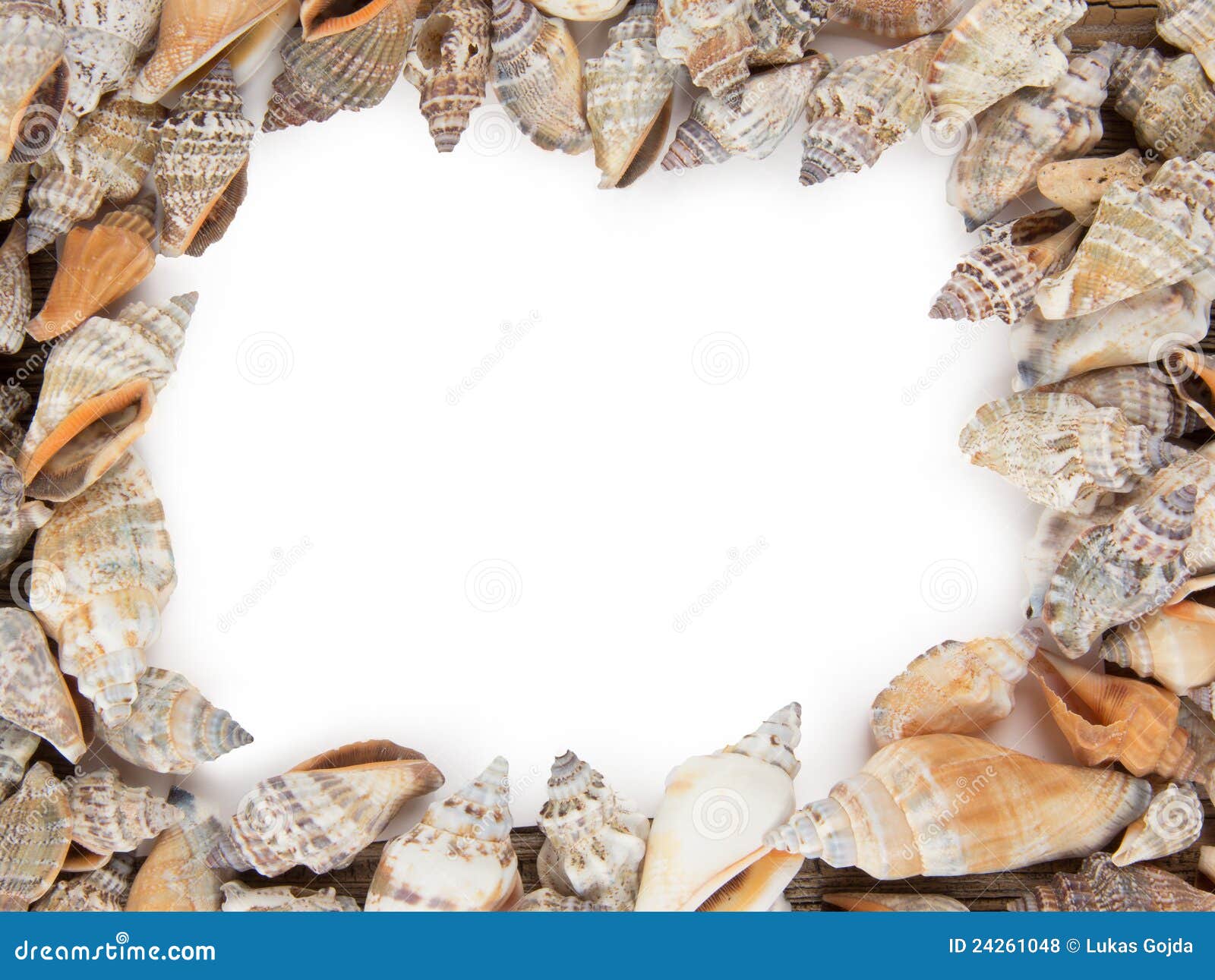 Sea shells background stock photo. Image of collection - 24261048