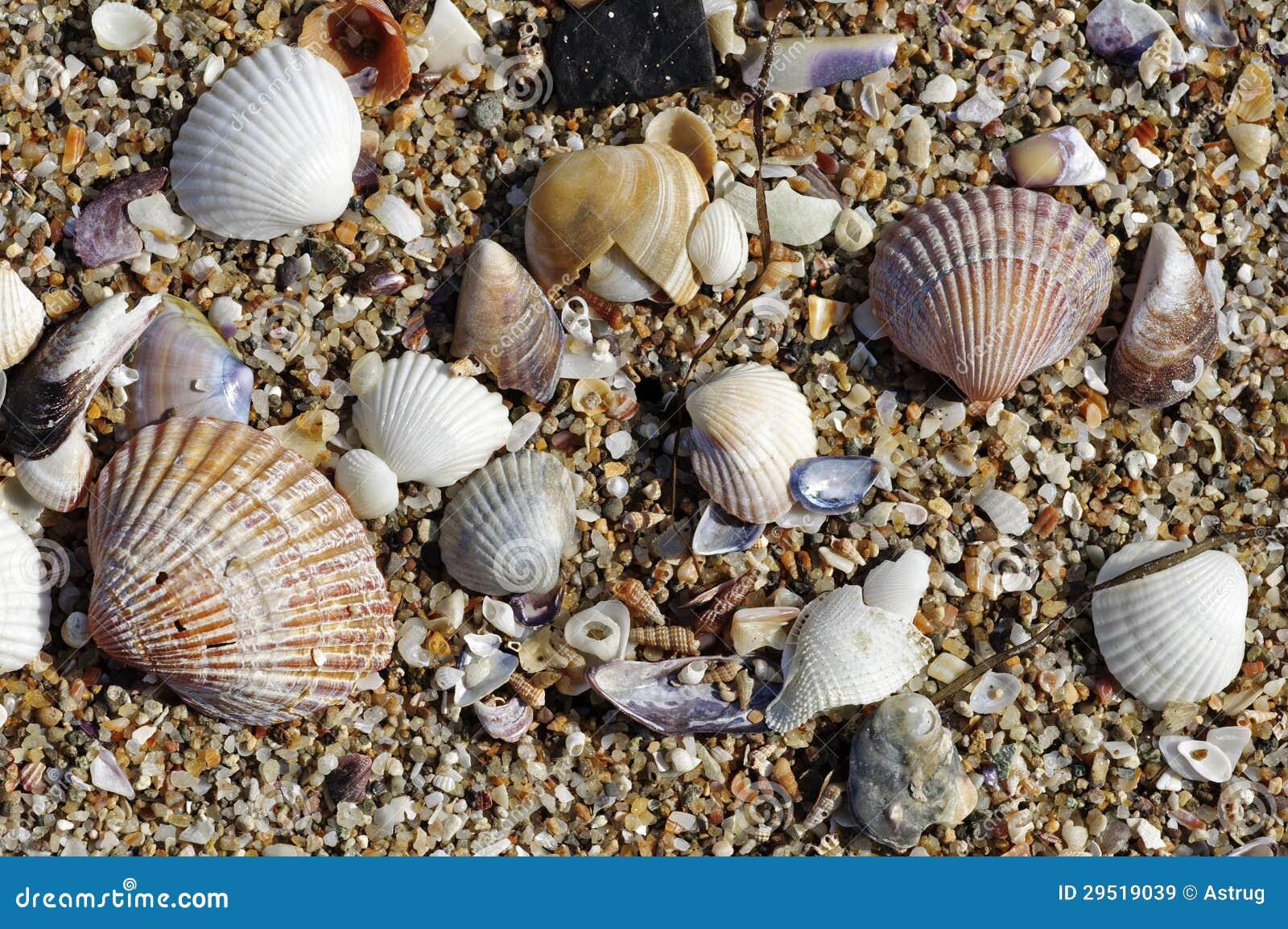 Sea shells background stock image. Image of seashore - 29519039
