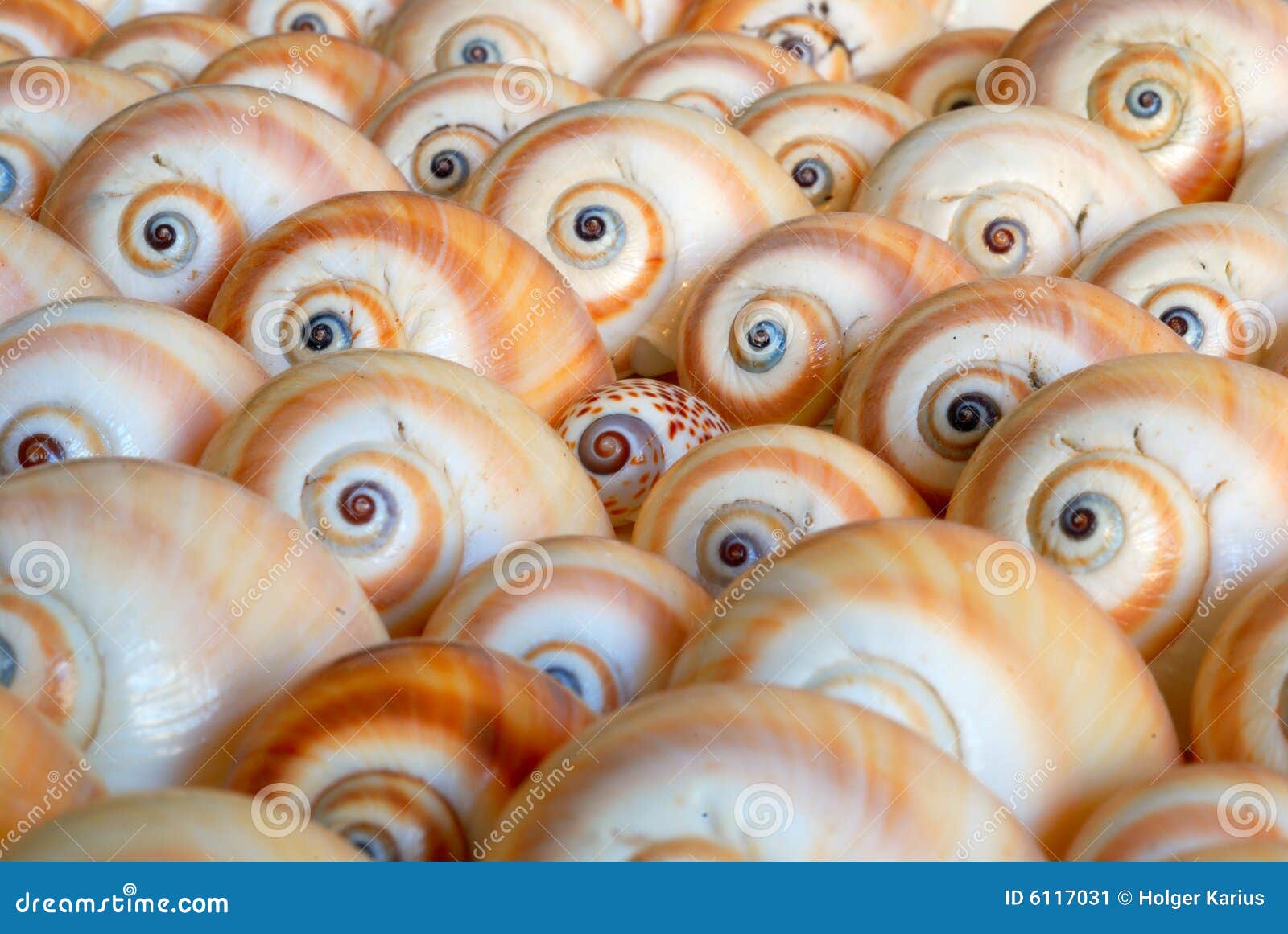 Sea Shells (Background) stock image. Image of whorls, abstract - 6117031