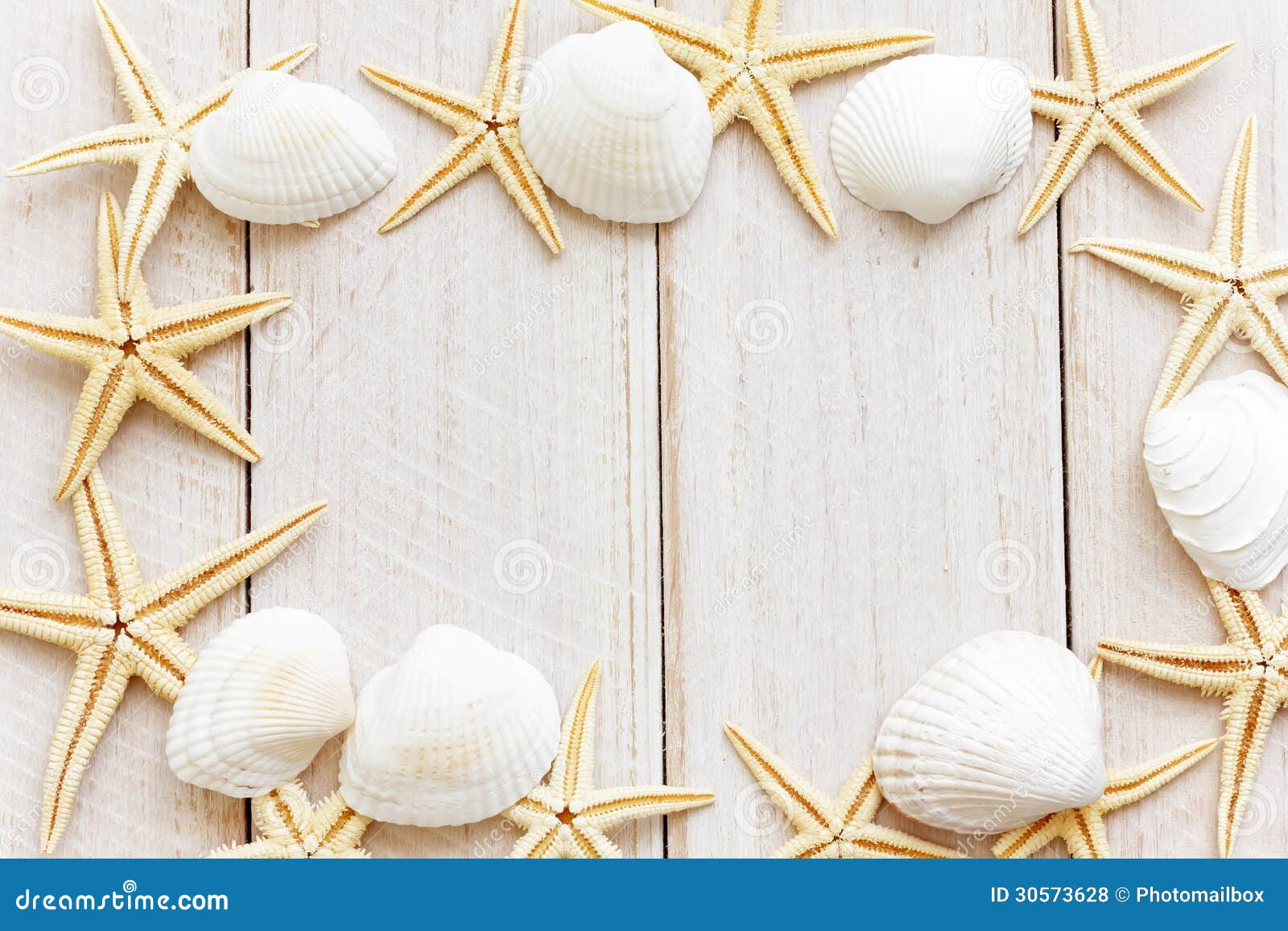 Sea shells stock photo. Image of collection, buoy, shell - 30573628