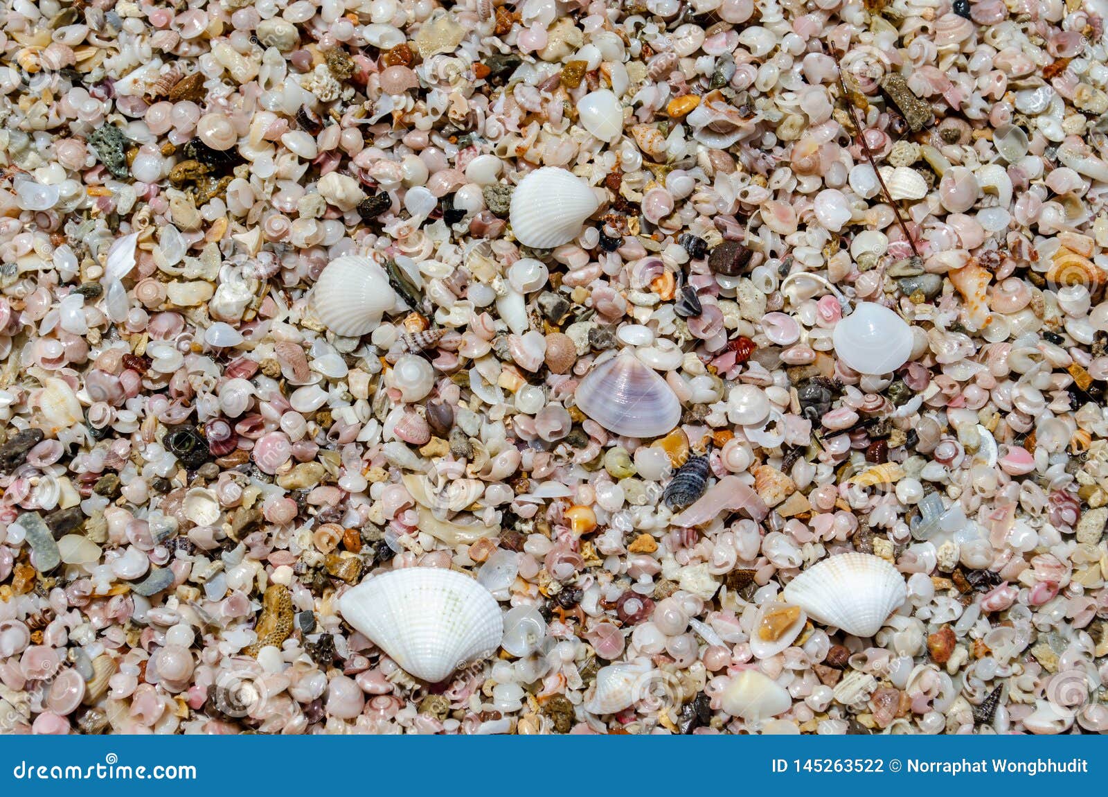 Sheels In The Beach Royalty-Free Stock Photography | CartoonDealer.com ...