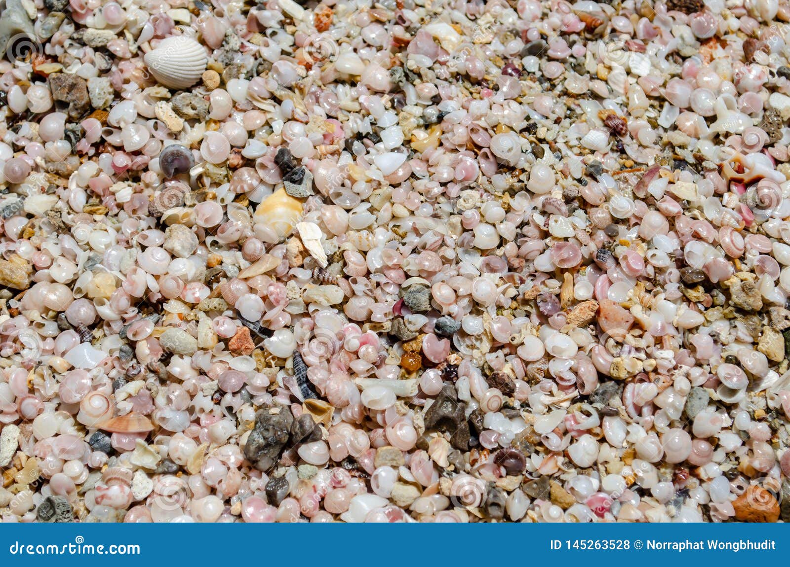 Sheels In The Beach Royalty-Free Stock Photography | CartoonDealer.com ...