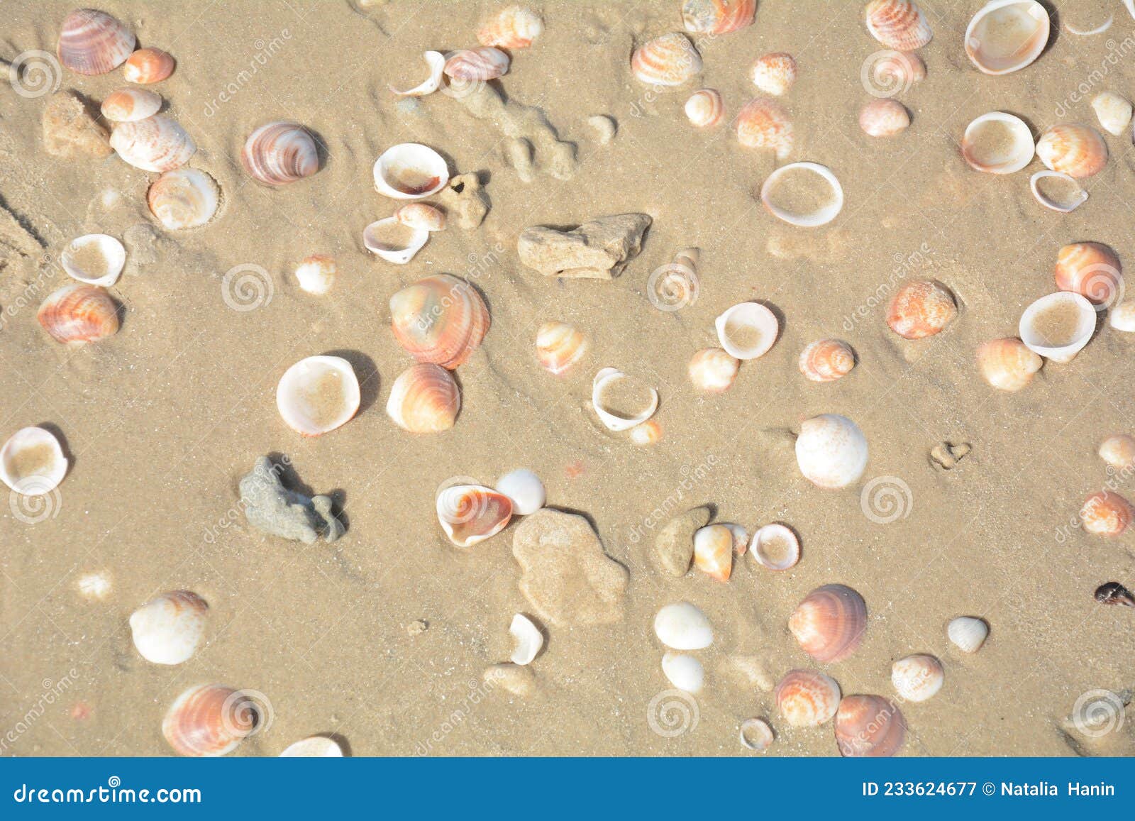 Sea Shells Background. Sea Shells at the Beach Stock Image - Image of ...