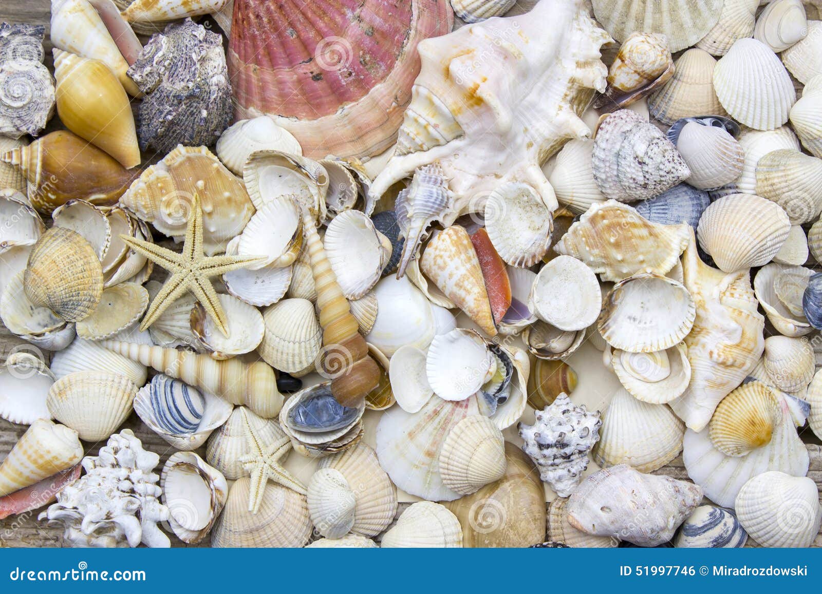Sea Shells Background Stock Image | CartoonDealer.com #42212989