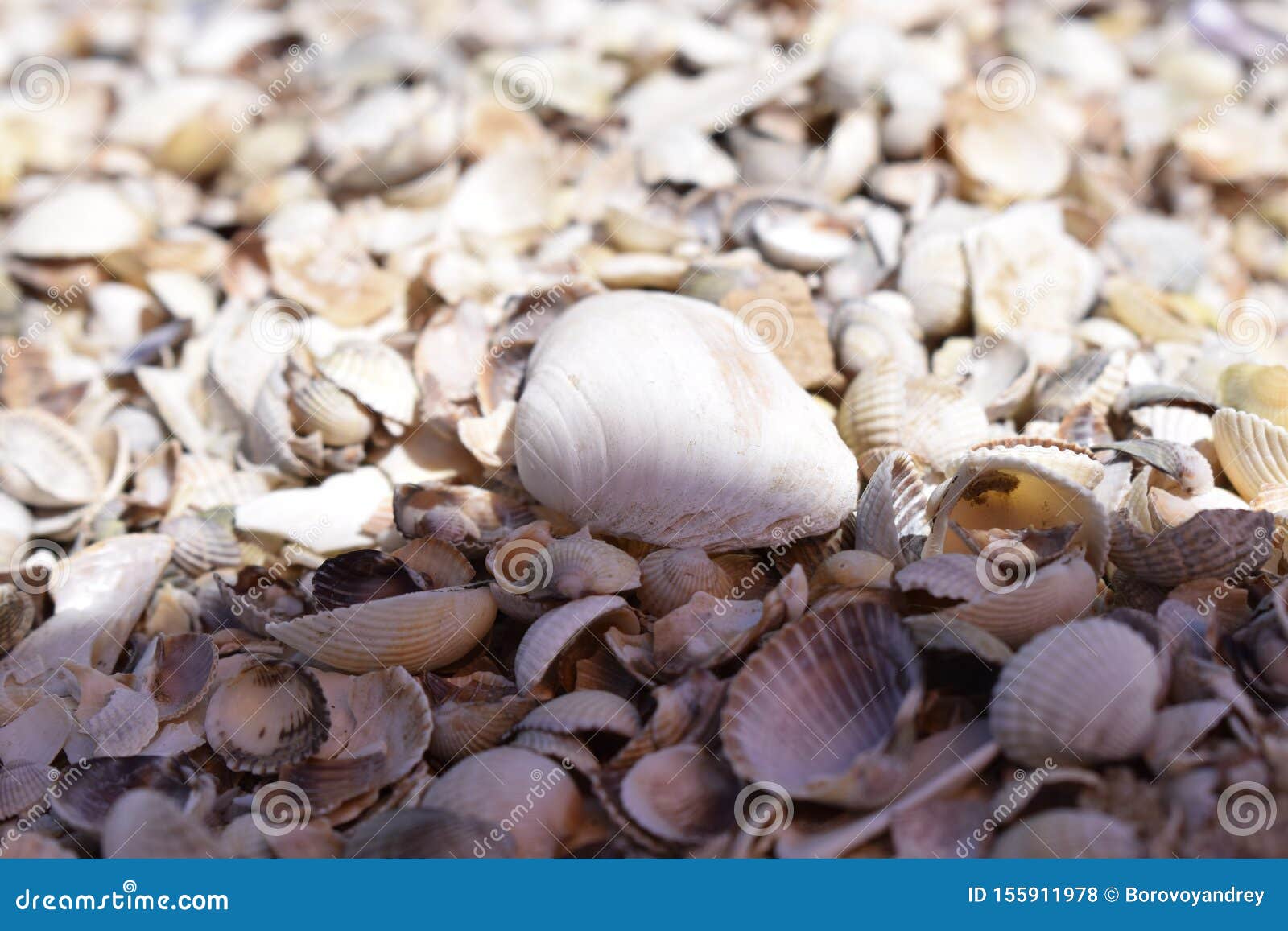 Sea shells background stock photo. Image of pastel, brown - 155911978