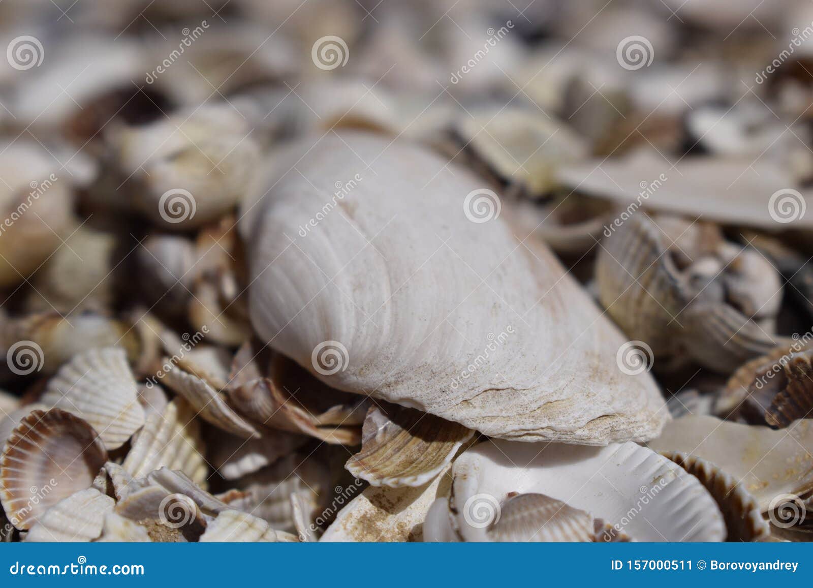 Sea shells background stock image. Image of background - 157000511