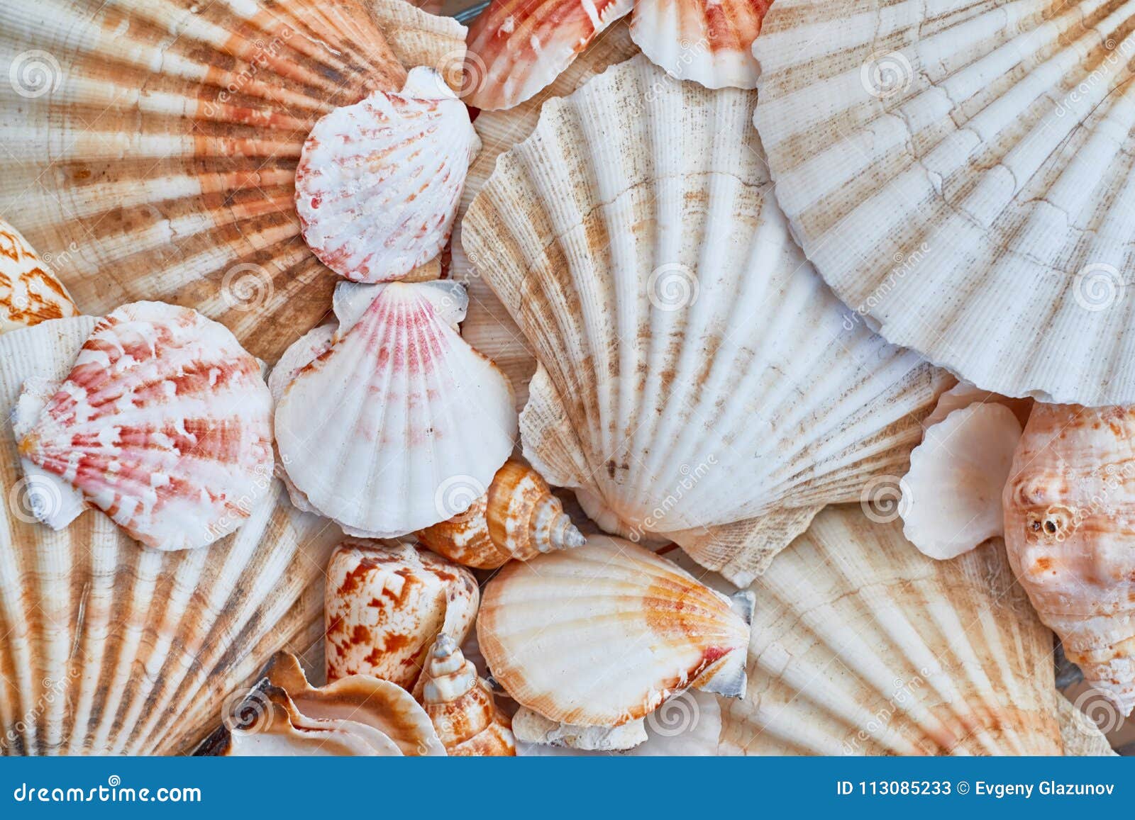 Sea Shells Background - Macro Shot Of Beautiful Seashells. Stock Image ...