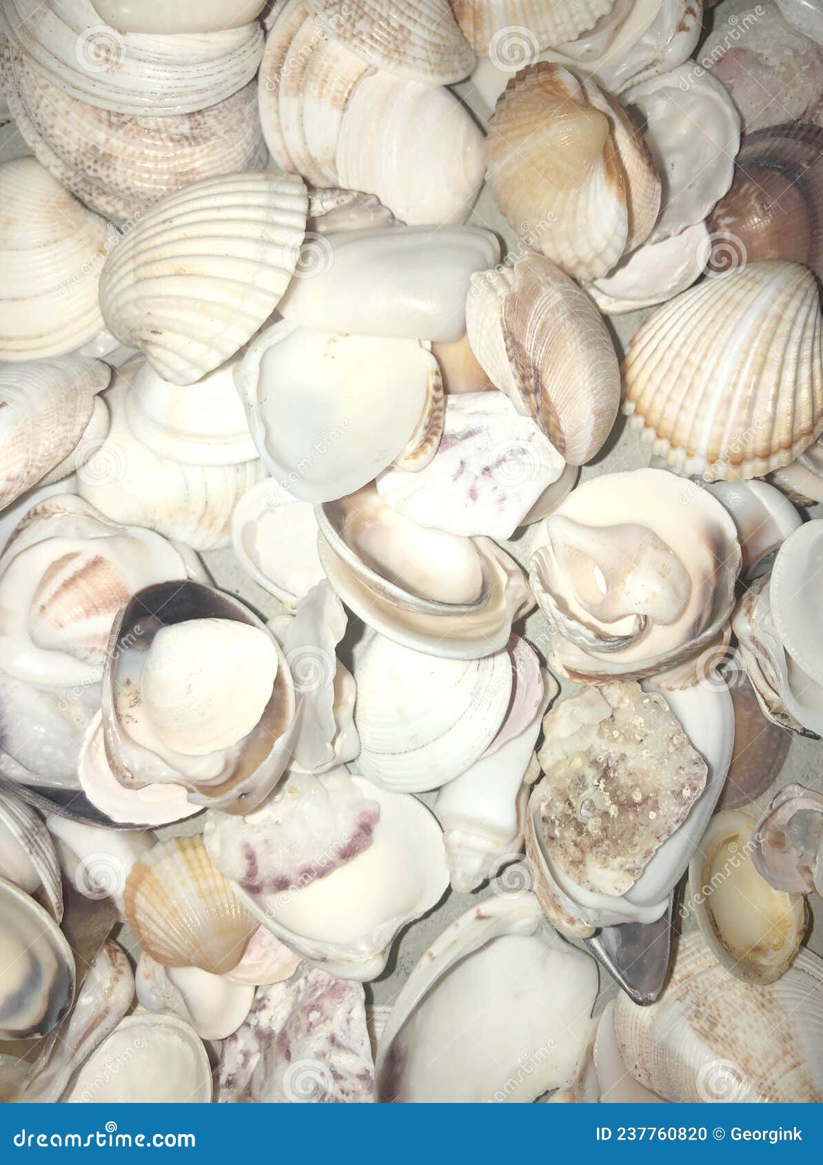 Sea Shells Background Many Seashells in the Box Stock Photo - Image of ...