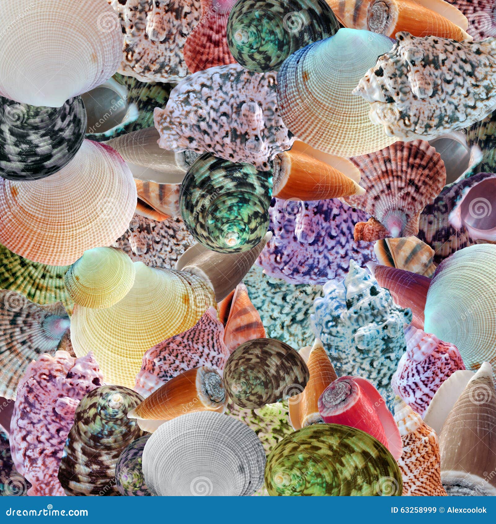 Sea Shells Background stock image. Image of mollusk, nautilus - 63258999