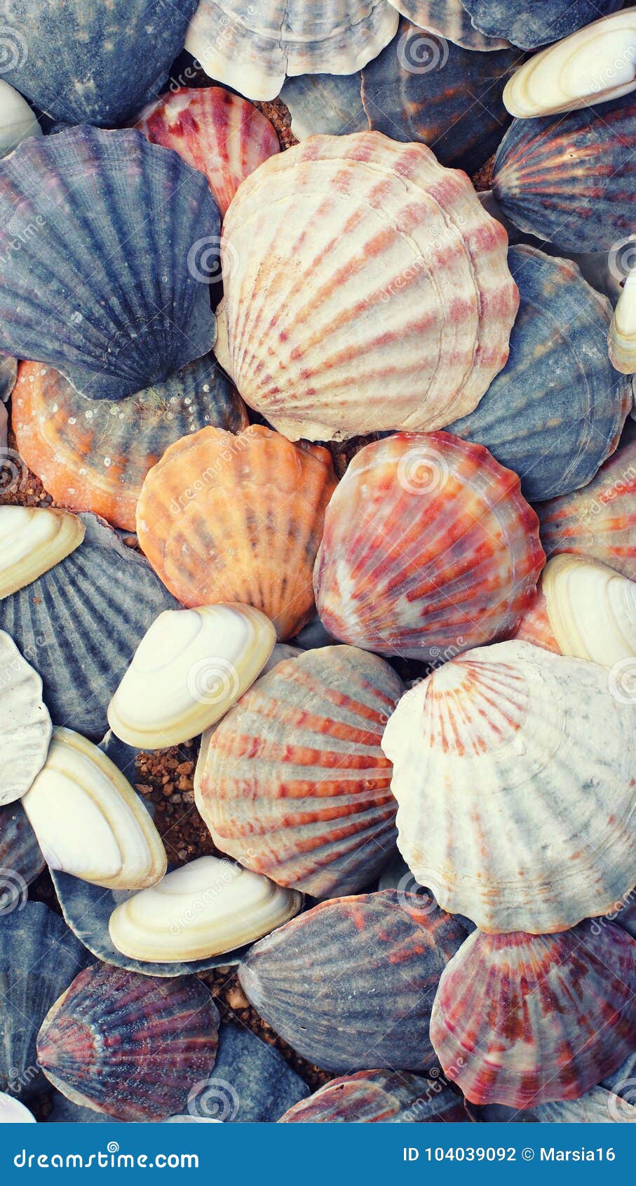 Sea shells background stock photo. Image of orange, background - 104039092