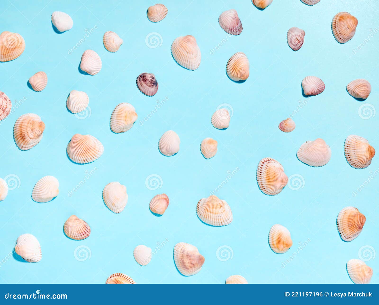 Sea shells background stock photo. Image of shells, summer - 221197196