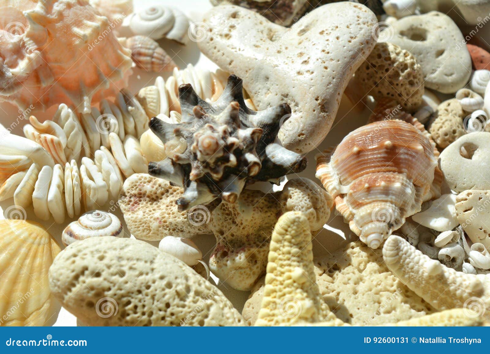 Sea shells background stock image. Image of shell, stones - 92600131