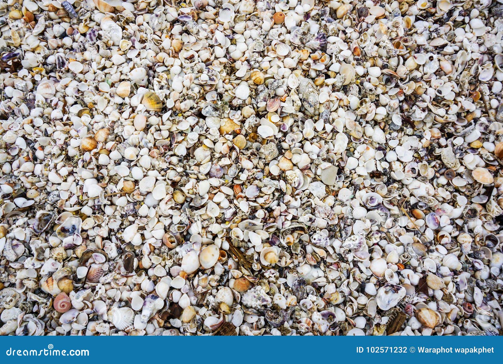 Sea Shells Background Texture Stock Photo - Image of nature, collection ...