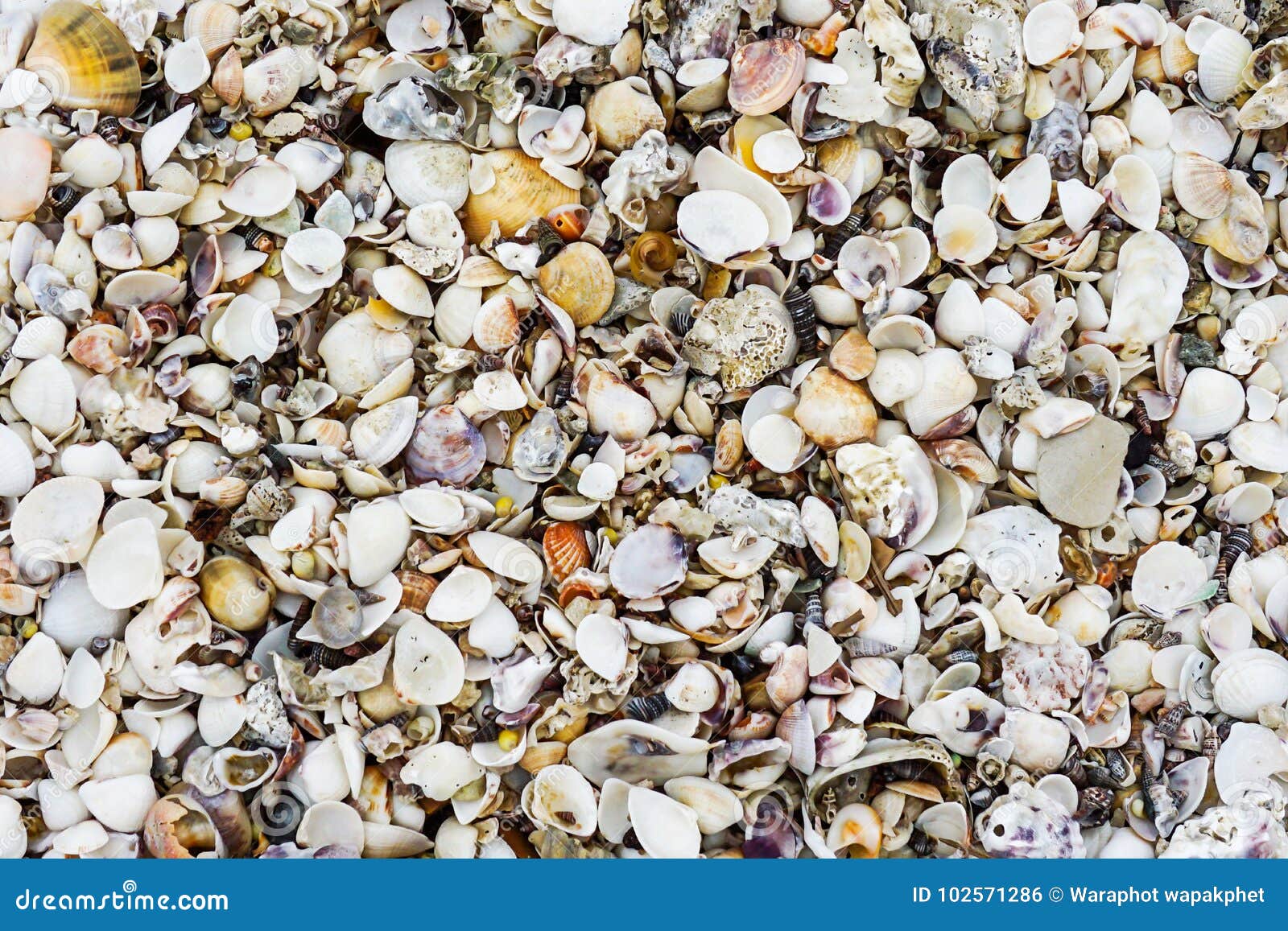 Sea Shells Background Texture Stock Photo - Image of marine, life ...