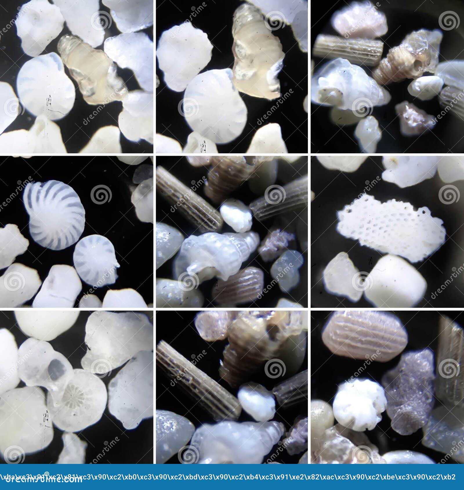 Sea Shells Background Under the Microscope Stock Photo - Image of helps ...